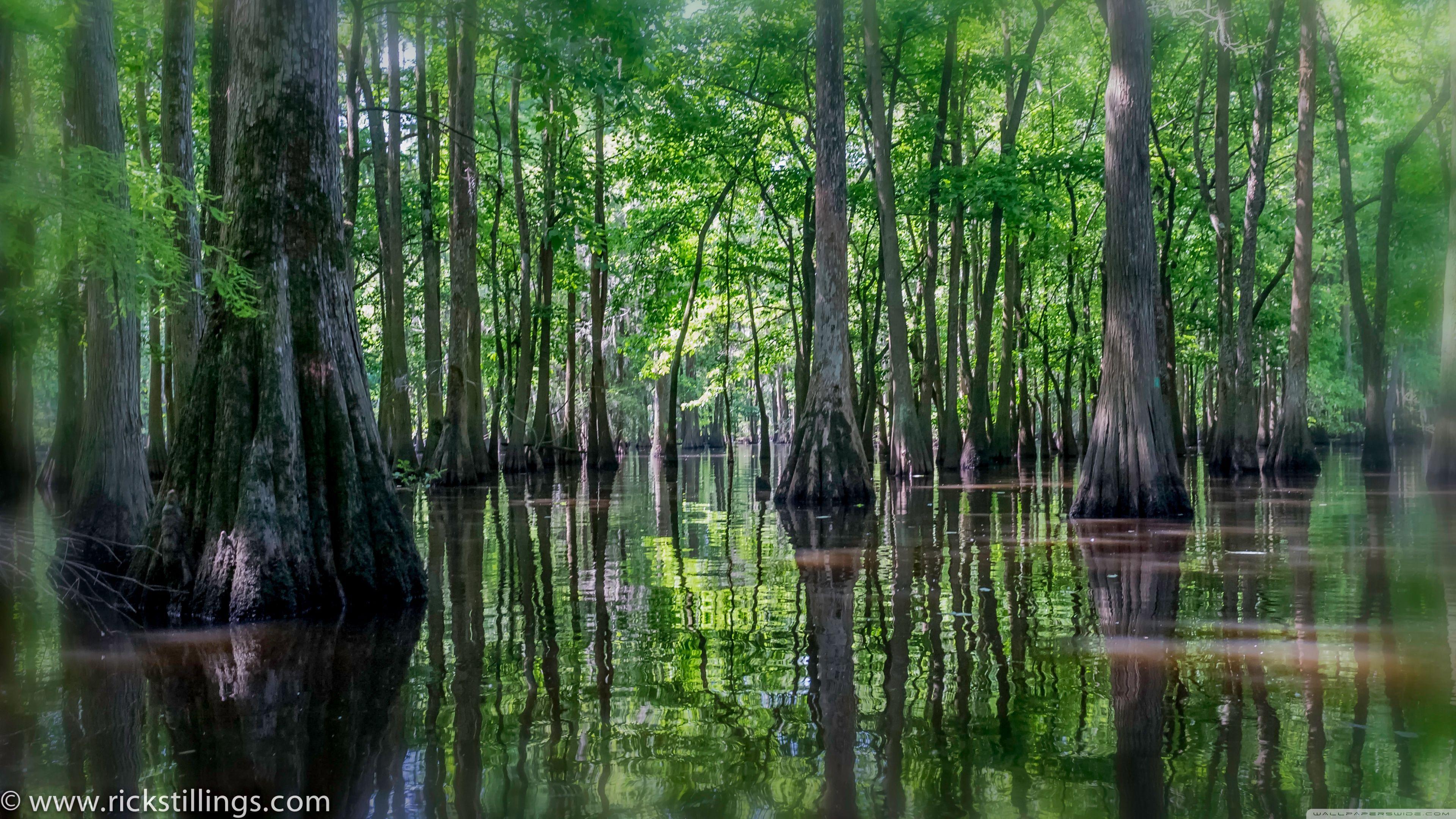 What Is A Swamp In Geography At Jenny Collier Blog What Is A Swamp In Geography At Jenny Collier Blog