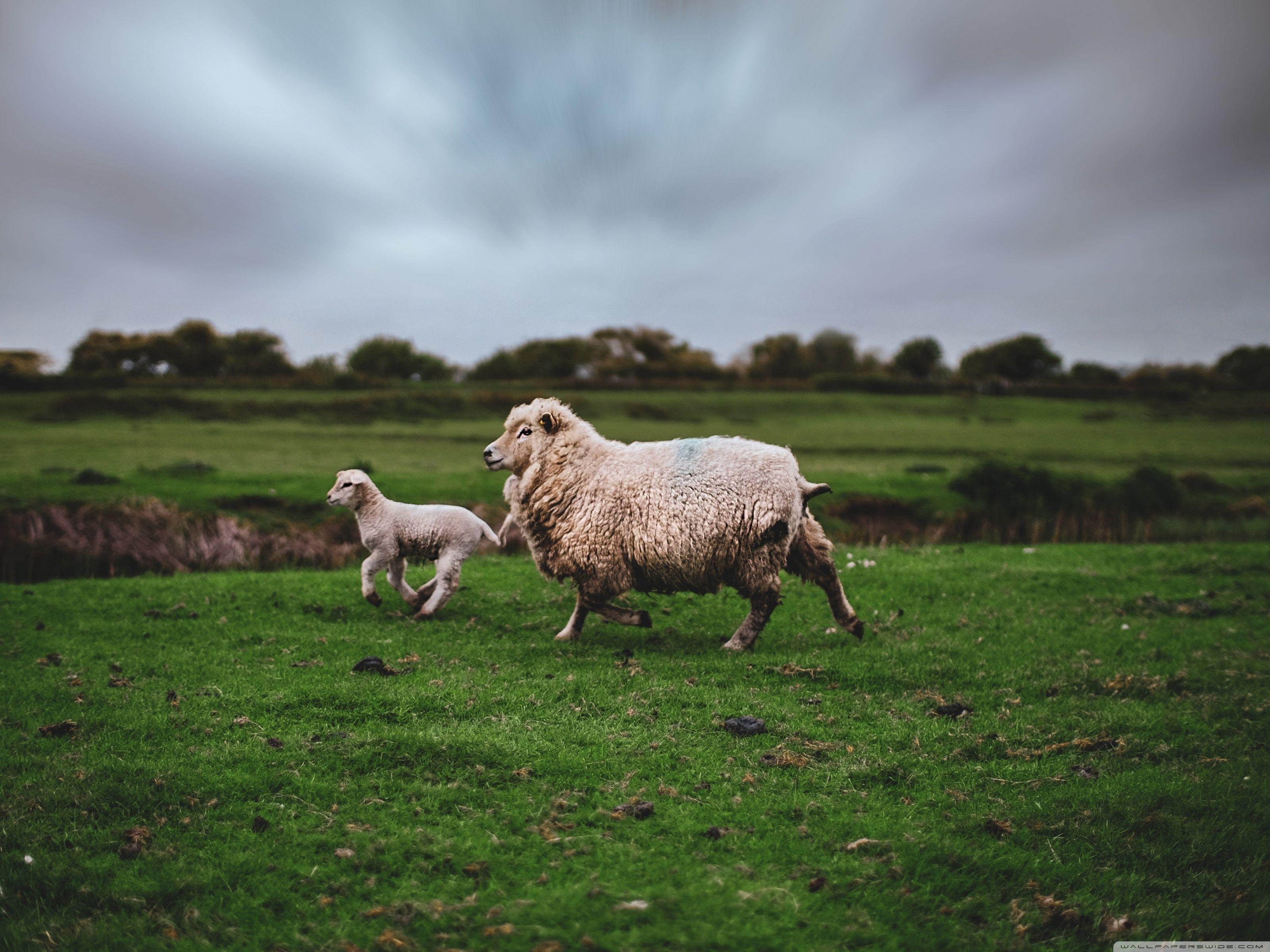 Sheep Computer Wallpapers - Top Free Sheep Computer Backgrounds ...