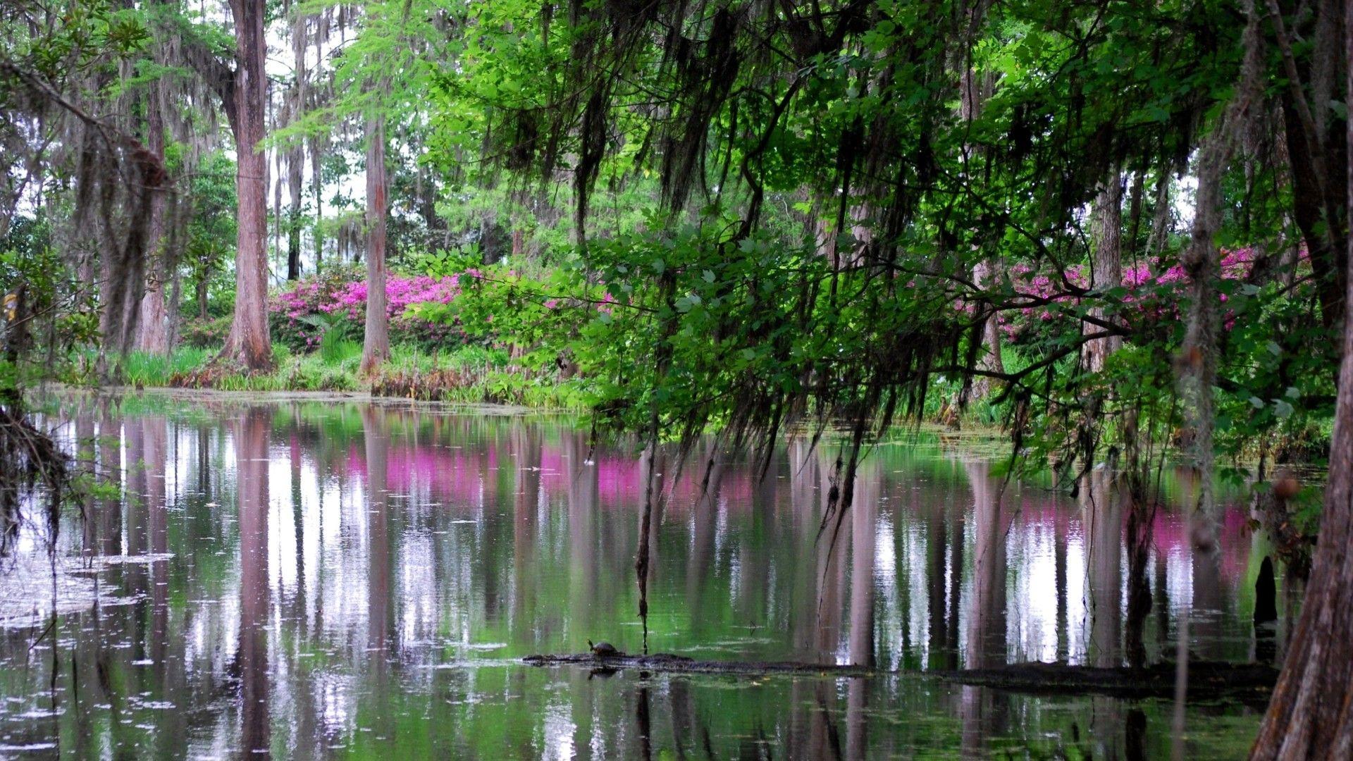 Swamp Computer Wallpapers - Top Free Swamp Computer Backgrounds ...