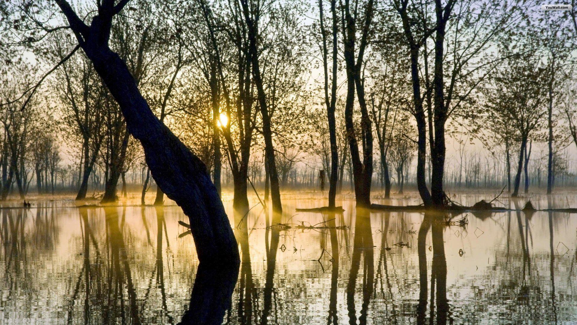 Swamp Computer Wallpapers - Top Free Swamp Computer Backgrounds ...