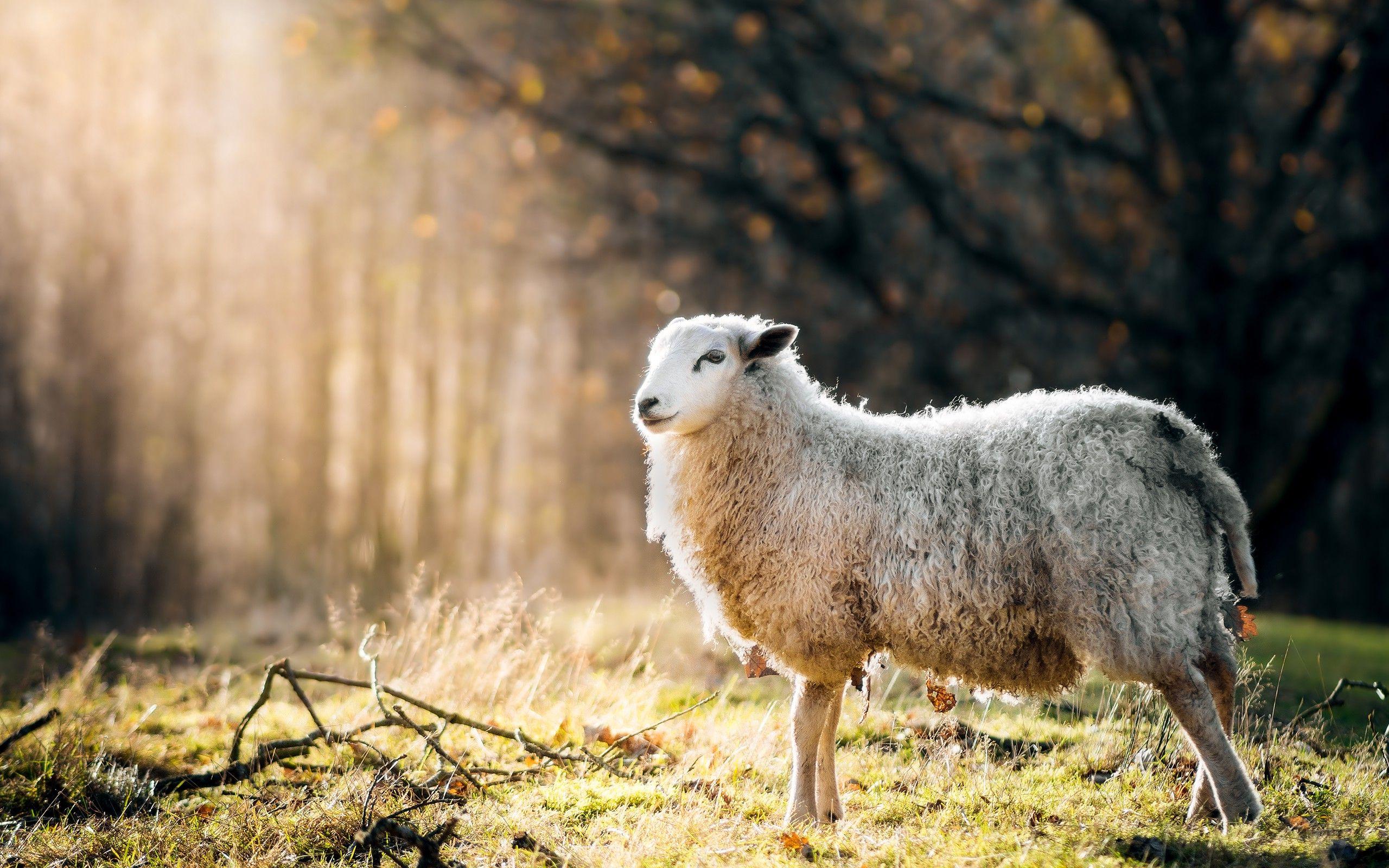 Sheep Computer Wallpapers - Top Free Sheep Computer Backgrounds ...