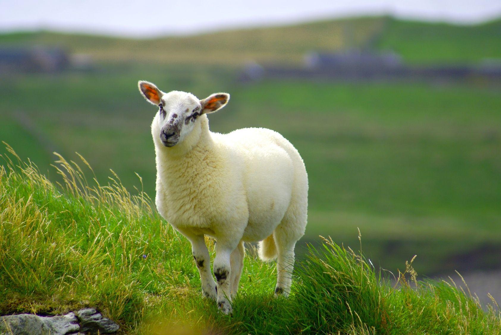 Sheep Computer Wallpapers - Top Free Sheep Computer Backgrounds ...
