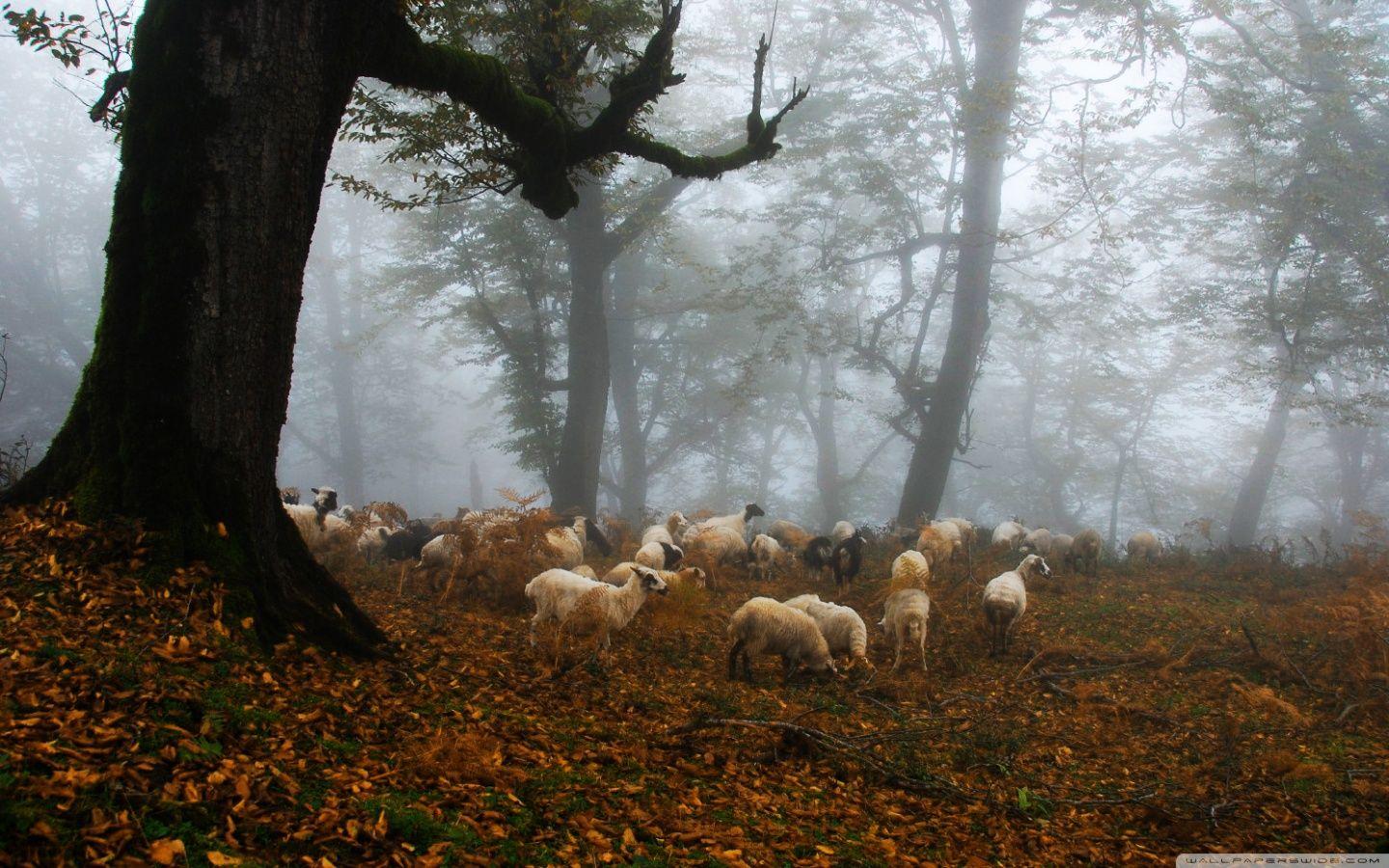 Sheep Computer Wallpapers - Top Free Sheep Computer Backgrounds ...