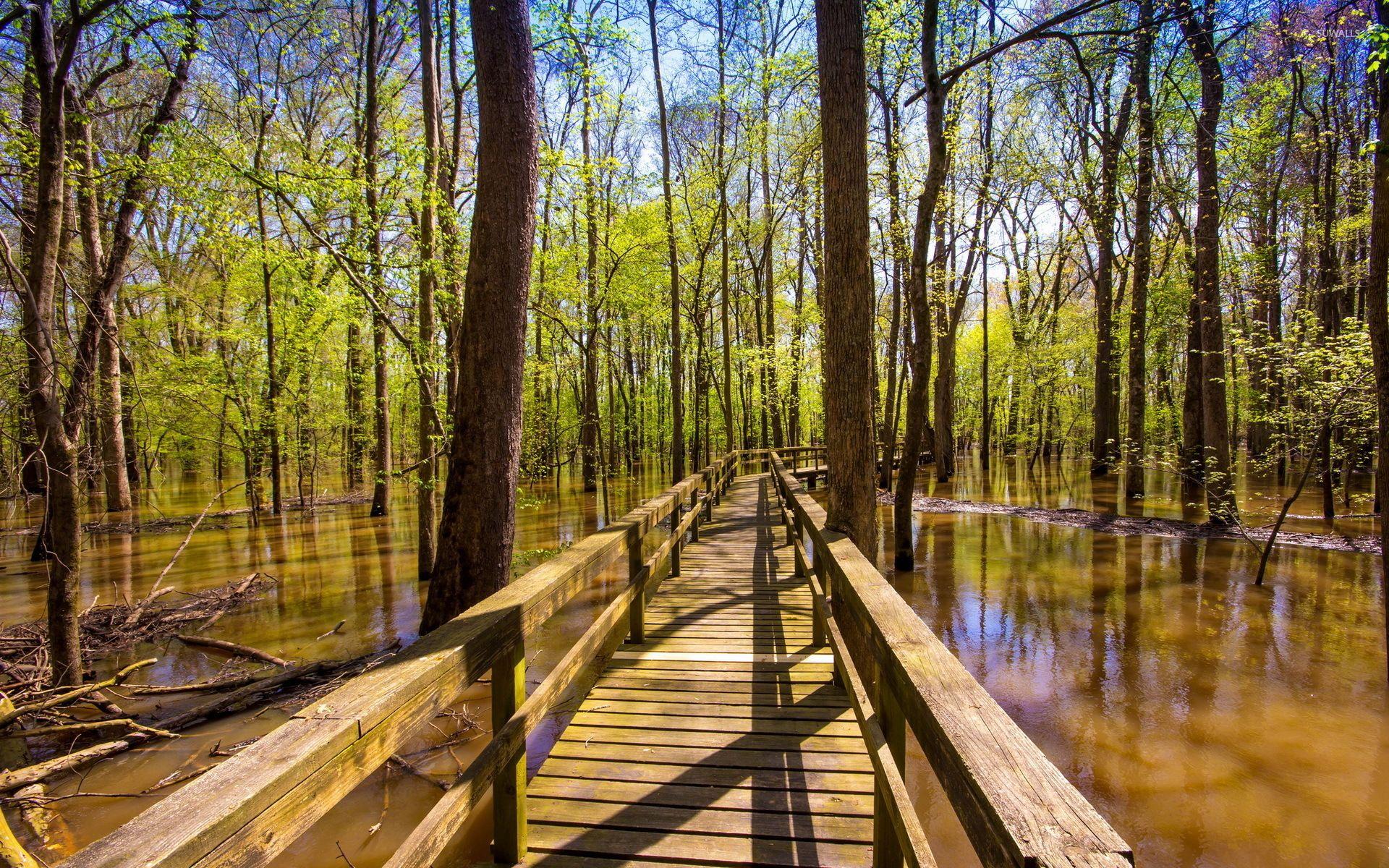 Swamp Wallpapers - Top Free Swamp Backgrounds - WallpaperAccess