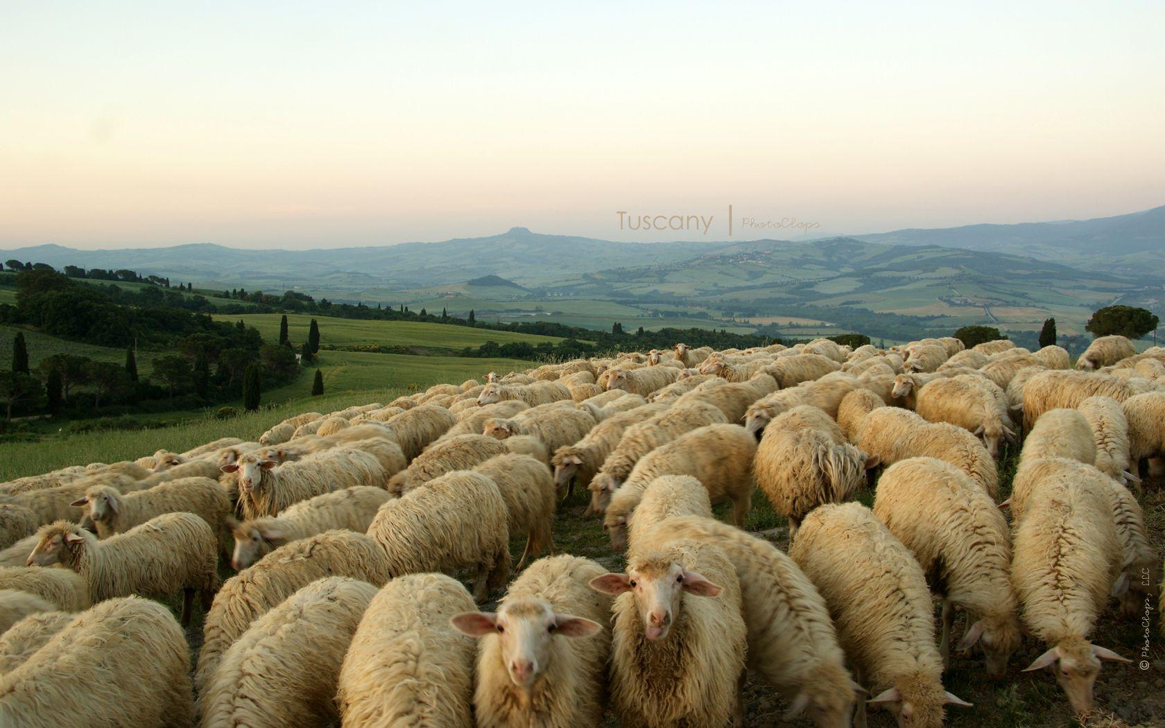 Sheep Computer Wallpapers - Top Free Sheep Computer Backgrounds ...