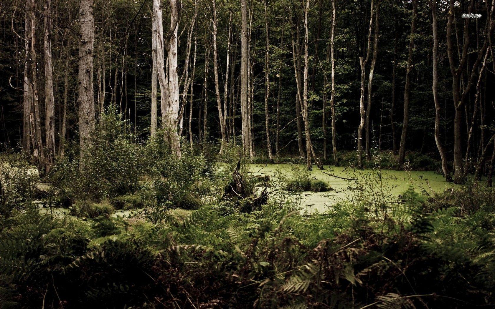 Swamp Wallpapers - Top Free Swamp Backgrounds - WallpaperAccess