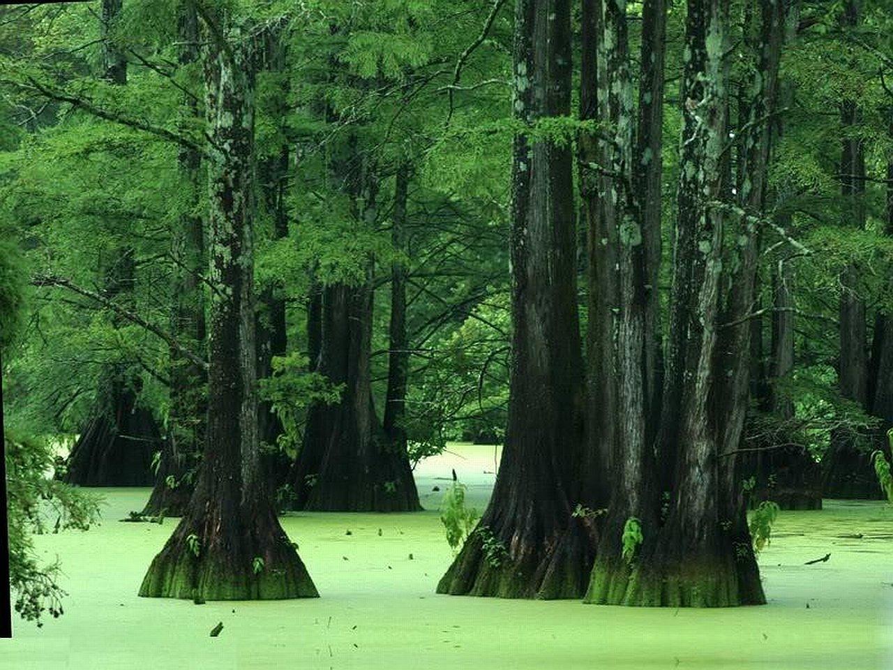 Swamp Computer Wallpapers - Top Free Swamp Computer Backgrounds ...