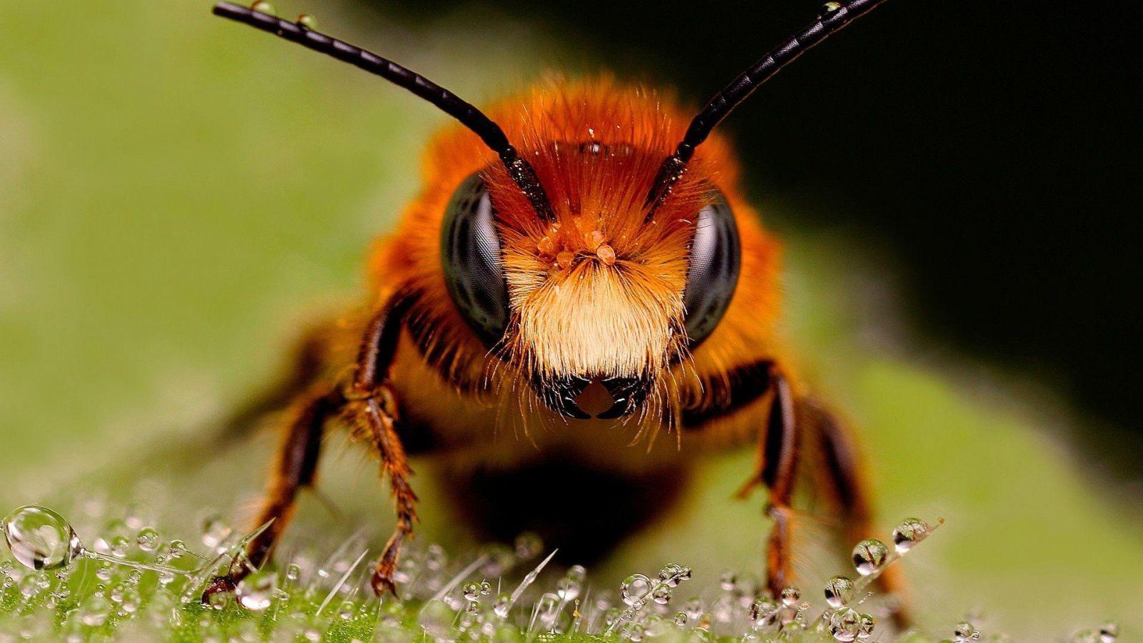 Bee Computer Wallpapers - Top Free Bee Computer Backgrounds ...