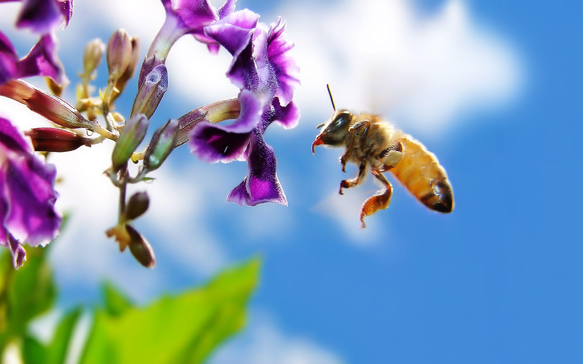Bee Computer Wallpapers - Top Free Bee Computer Backgrounds ...