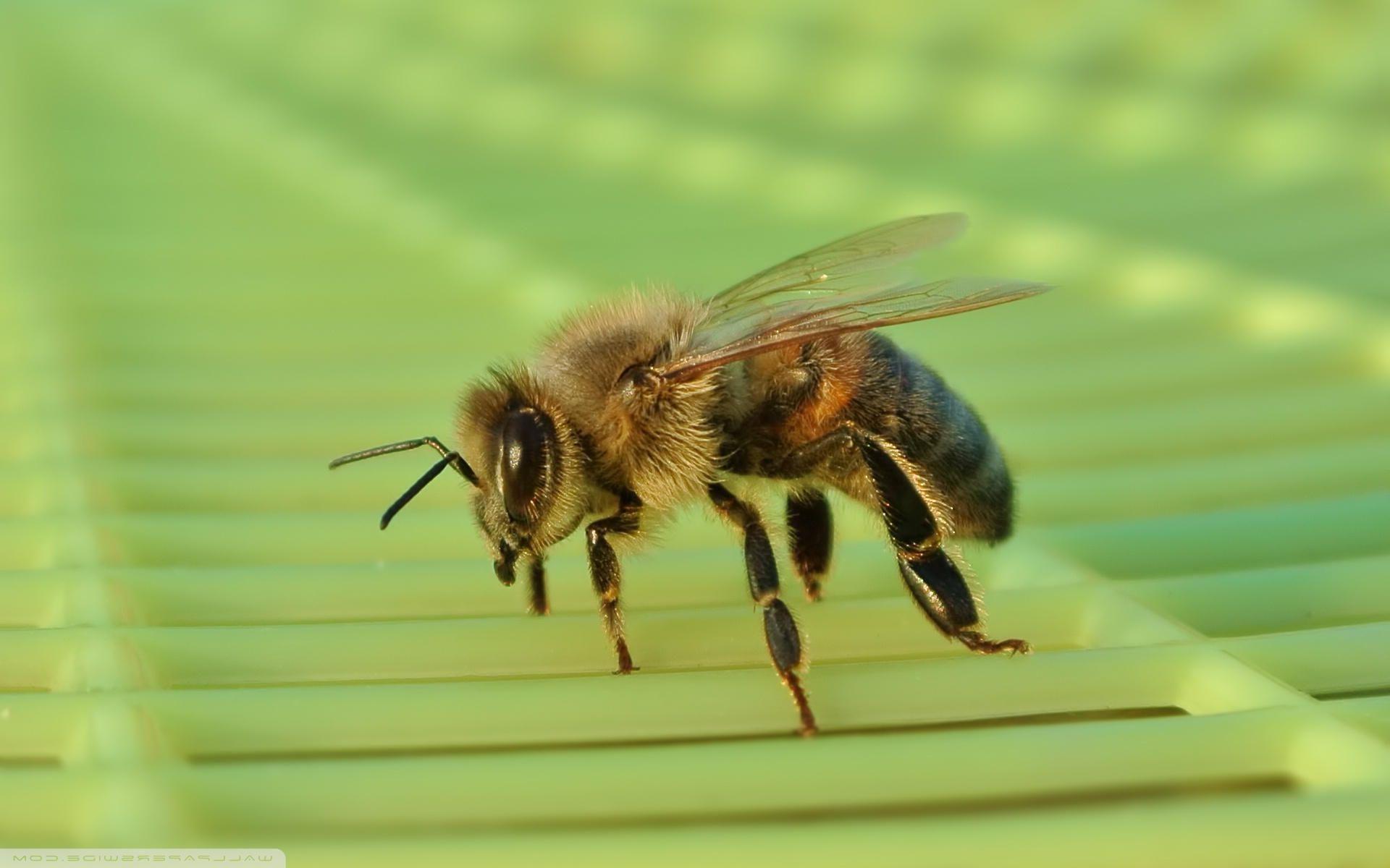 Bee Computer Wallpapers - Top Free Bee Computer Backgrounds ...