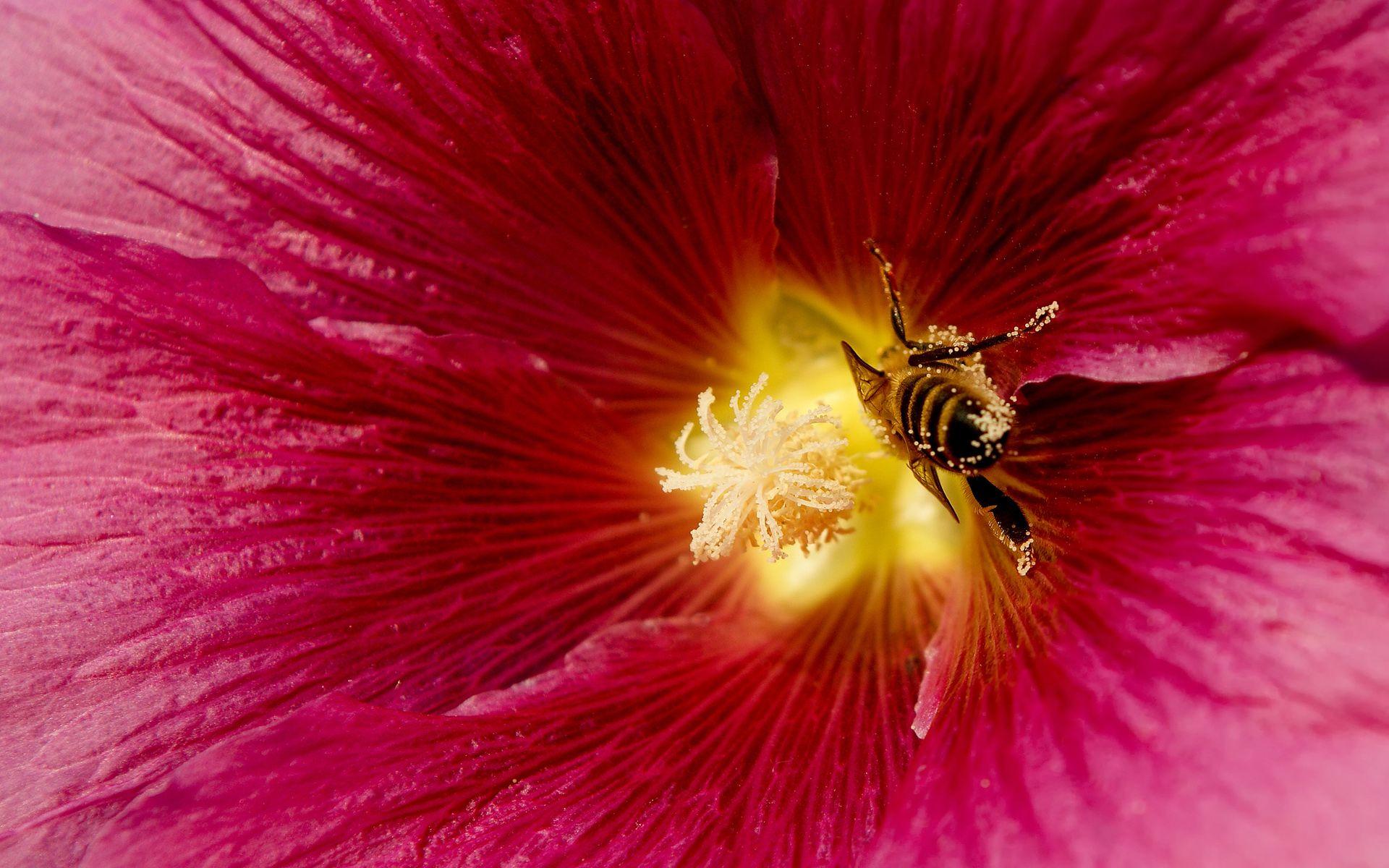 Bee Computer Wallpapers - Top Free Bee Computer Backgrounds ...