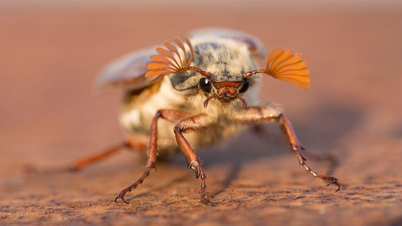 Bug Computer Wallpapers - Top Free Bug Computer Backgrounds ...