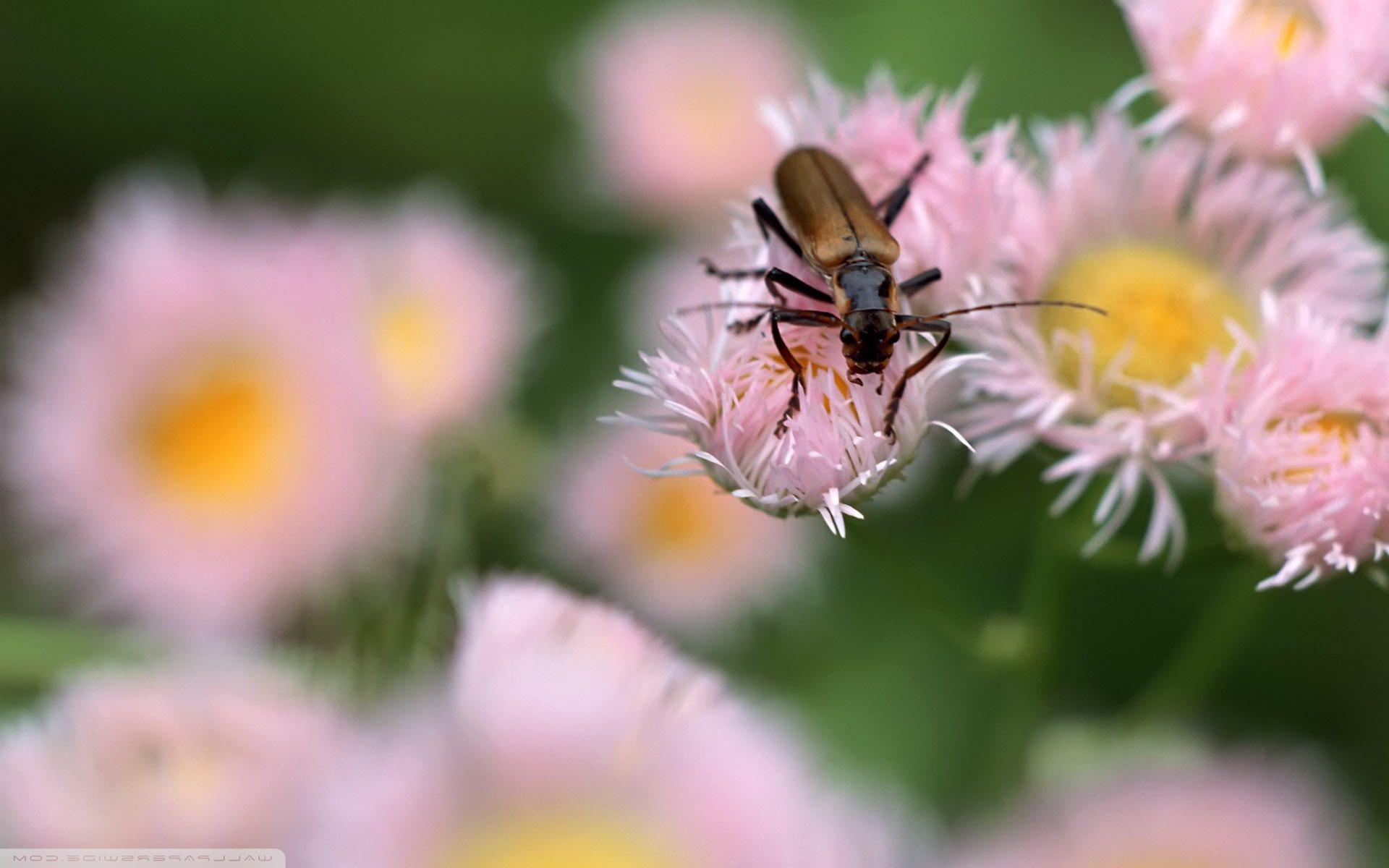 Bug Computer Wallpapers - Top Free Bug Computer Backgrounds ...