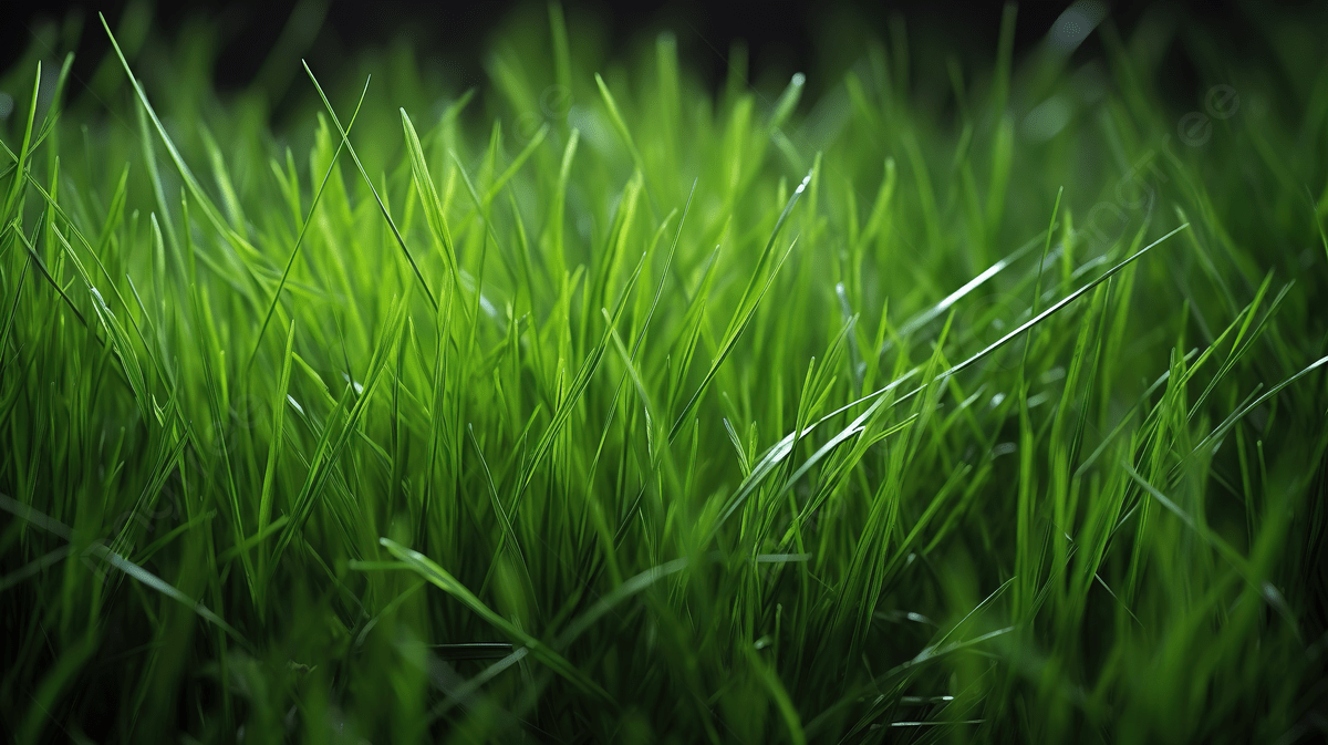 Dark Grass Wallpapers - Top Free Dark Grass Backgrounds - WallpaperAccess