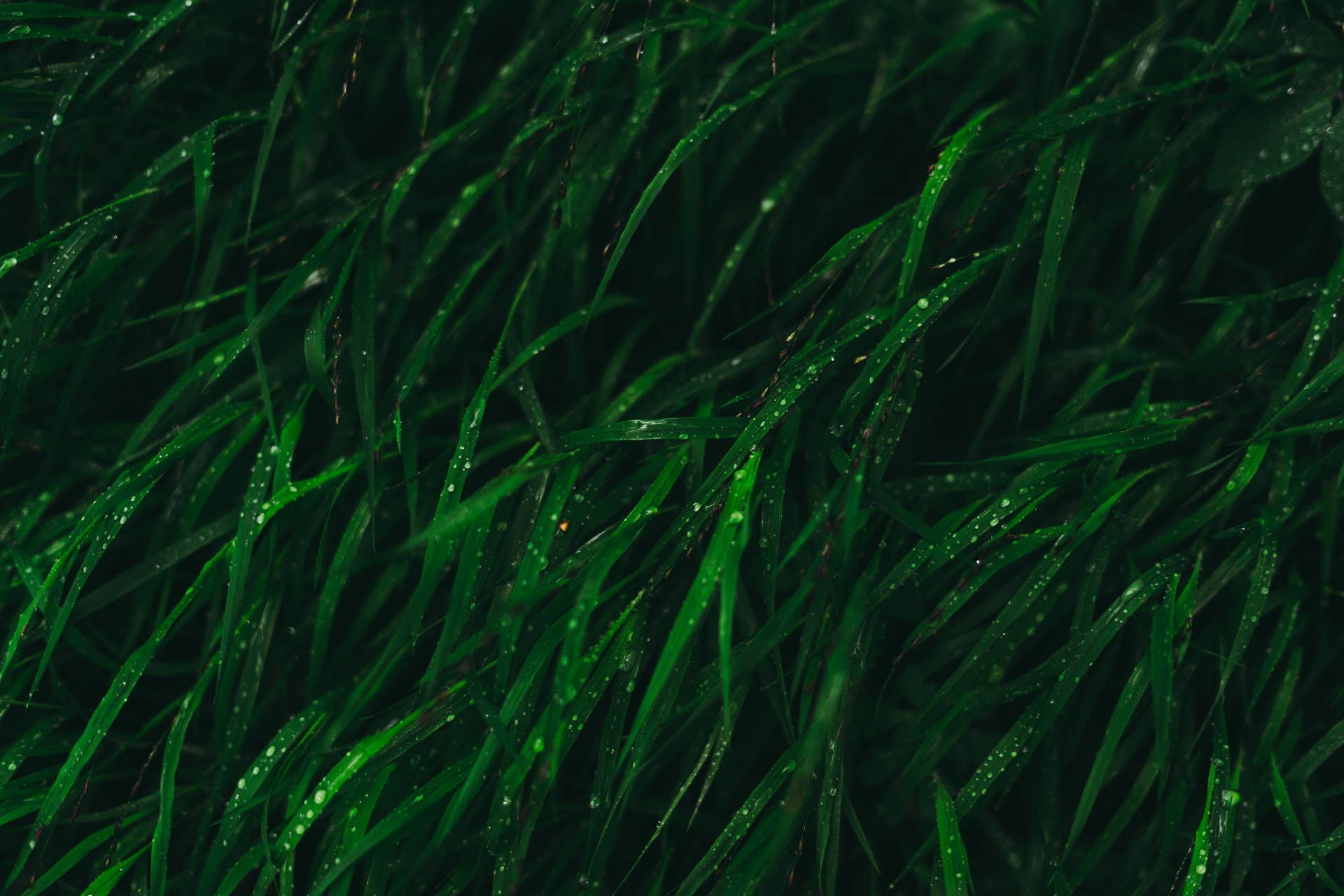 Dark Grass Wallpapers - Top Free Dark Grass Backgrounds - WallpaperAccess