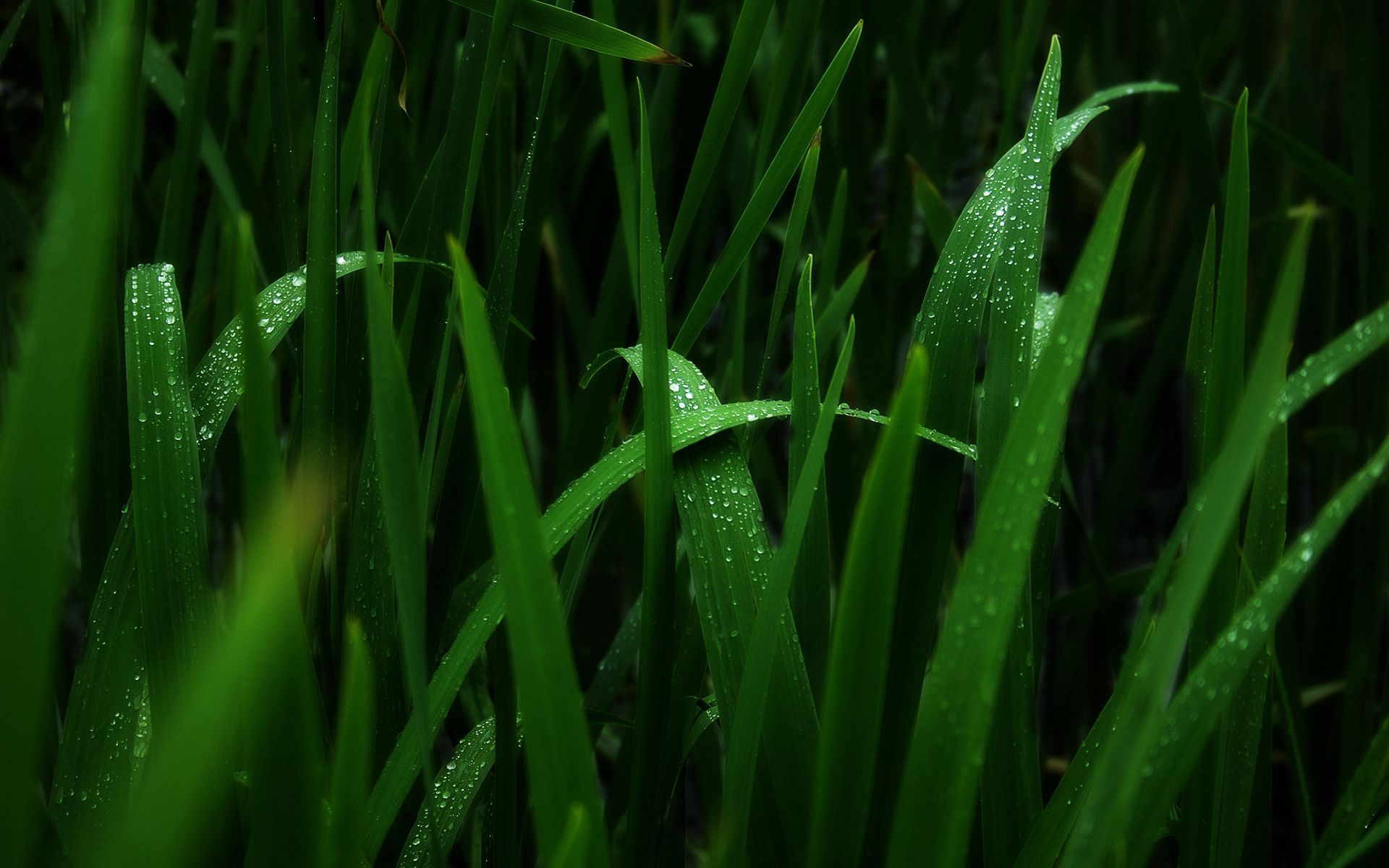 Dark Grass Wallpapers - Top Free Dark Grass Backgrounds - WallpaperAccess