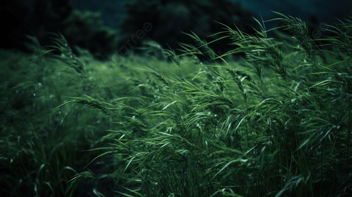 Dark Grass Wallpapers - Top Free Dark Grass Backgrounds - WallpaperAccess