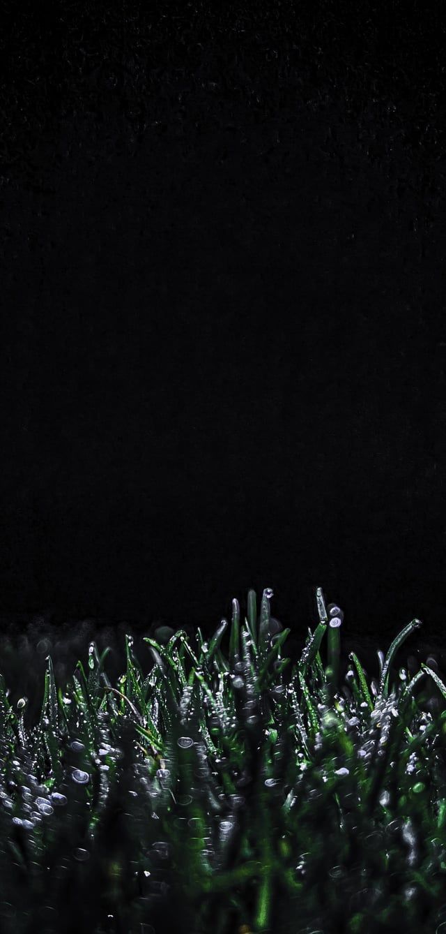 Dark Grass Wallpapers - Top Free Dark Grass Backgrounds - WallpaperAccess
