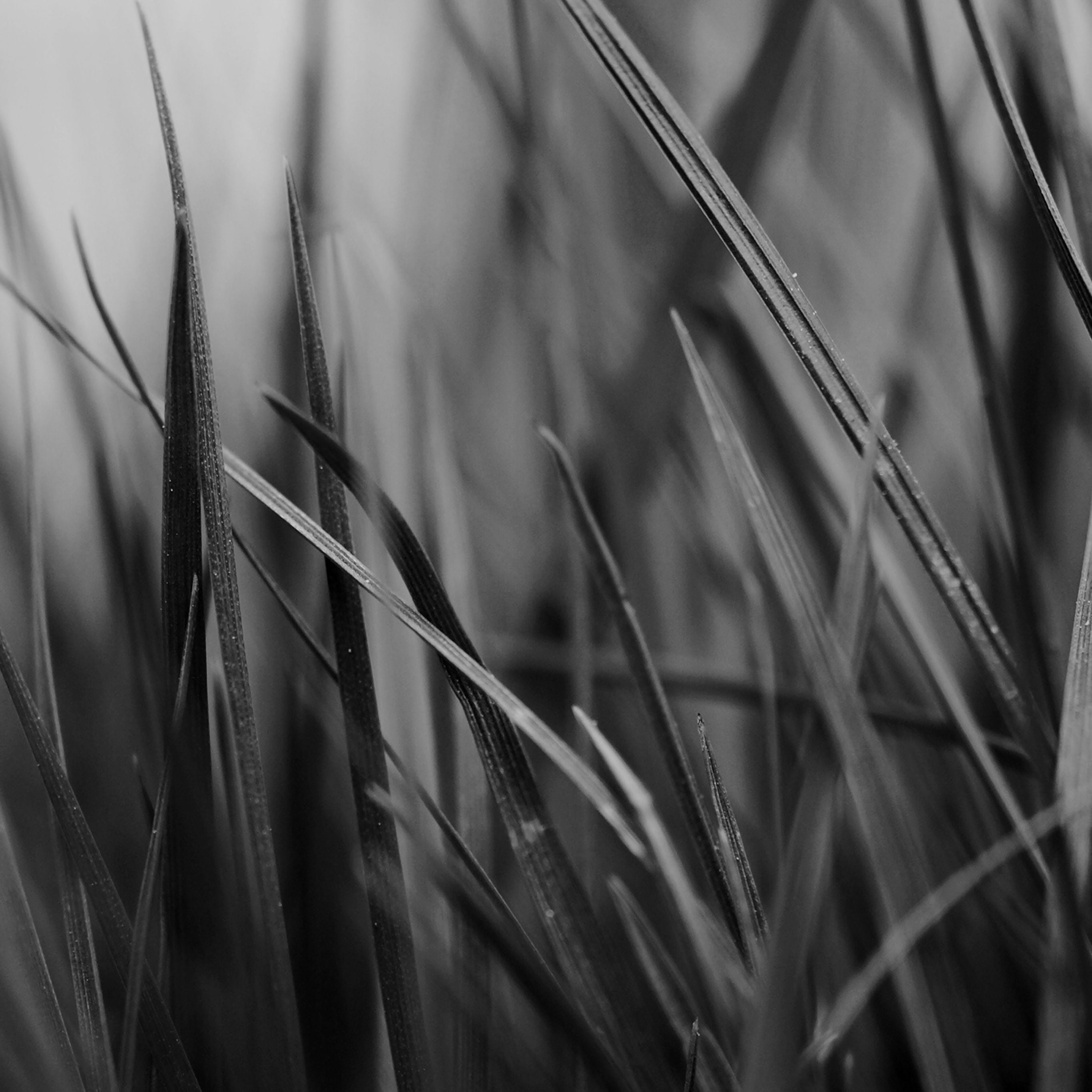 Dark Grass Wallpapers - Top Free Dark Grass Backgrounds - WallpaperAccess