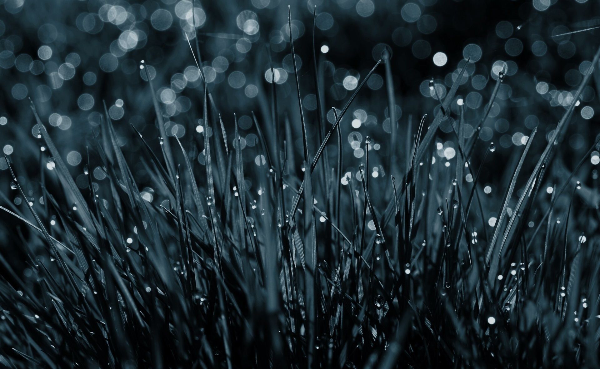 Dark Grass Wallpapers - Top Free Dark Grass Backgrounds - WallpaperAccess