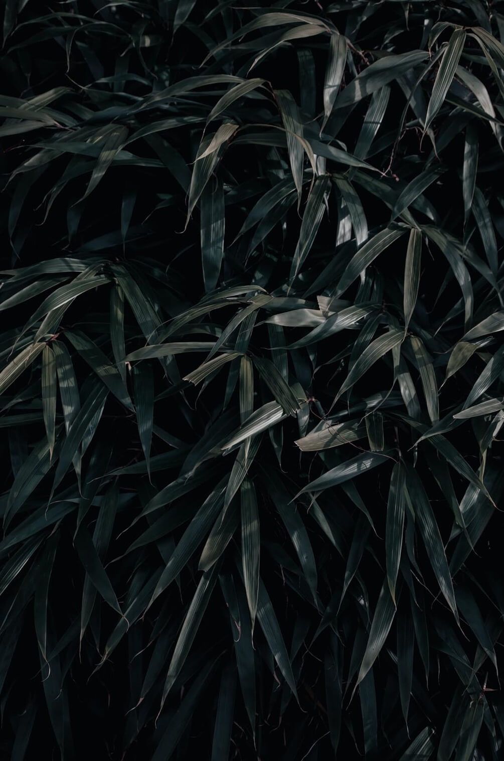 Dark Grass Wallpapers - Top Free Dark Grass Backgrounds - WallpaperAccess