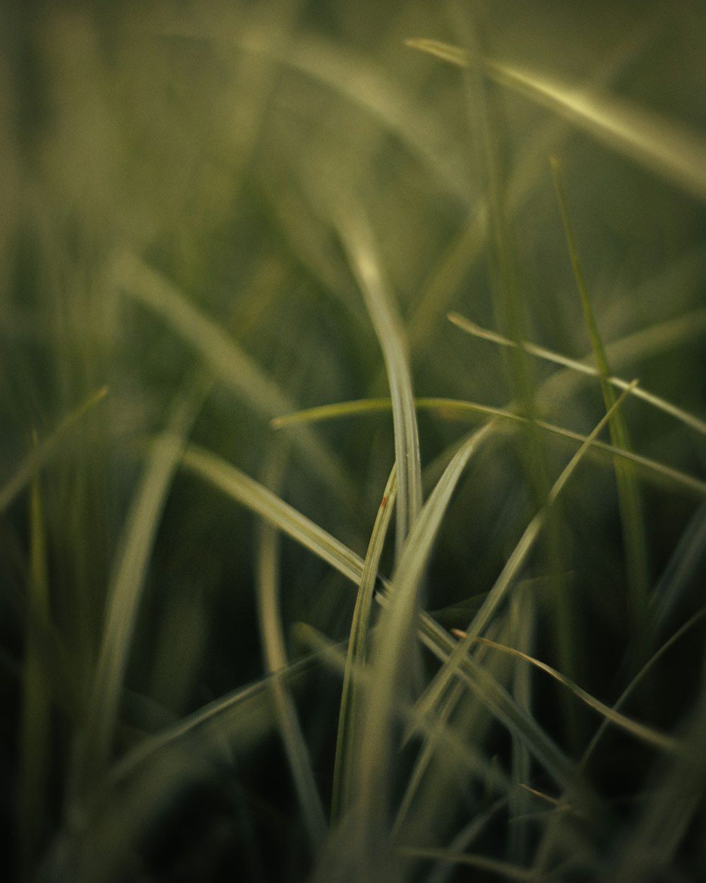 Dark Grass Wallpapers - Top Free Dark Grass Backgrounds - WallpaperAccess