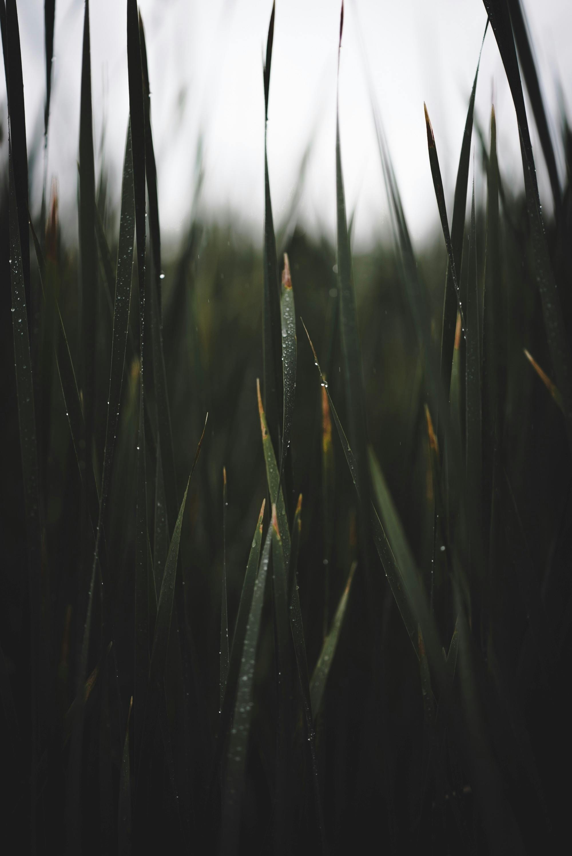 Dark Grass Wallpapers - Top Free Dark Grass Backgrounds - WallpaperAccess