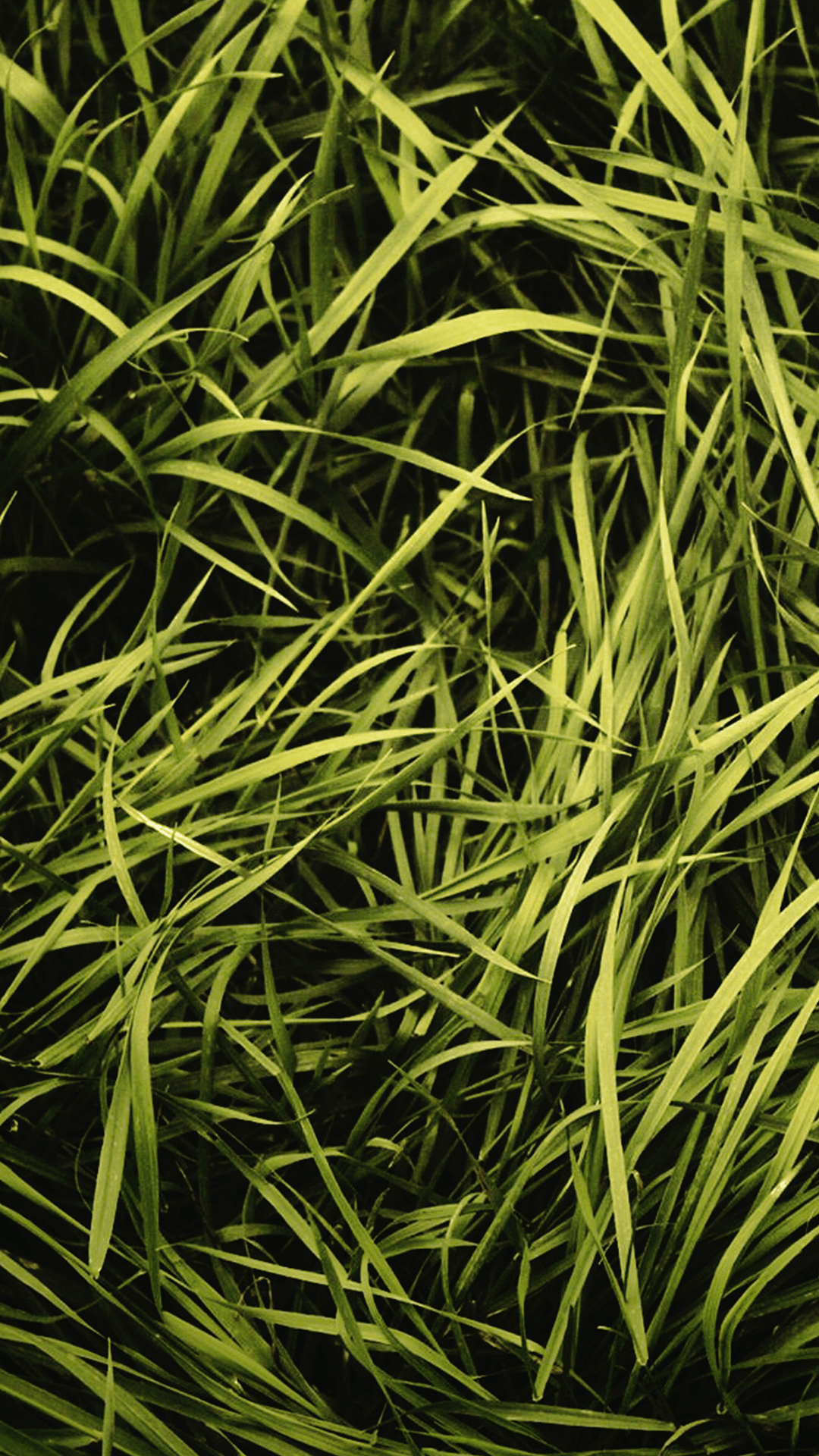 Dark Grass Wallpapers - Top Free Dark Grass Backgrounds - WallpaperAccess