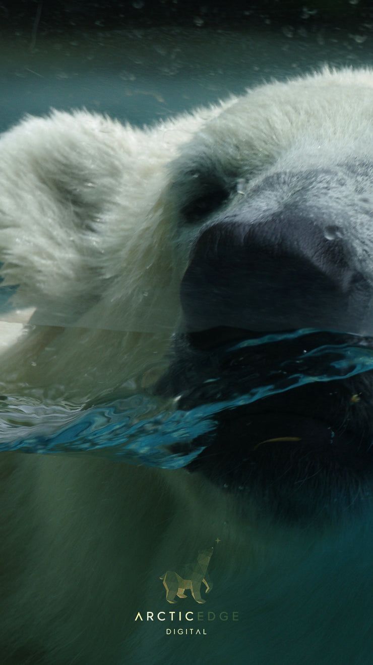 Water Bear Wallpapers - Top Free Water Bear Backgrounds - WallpaperAccess