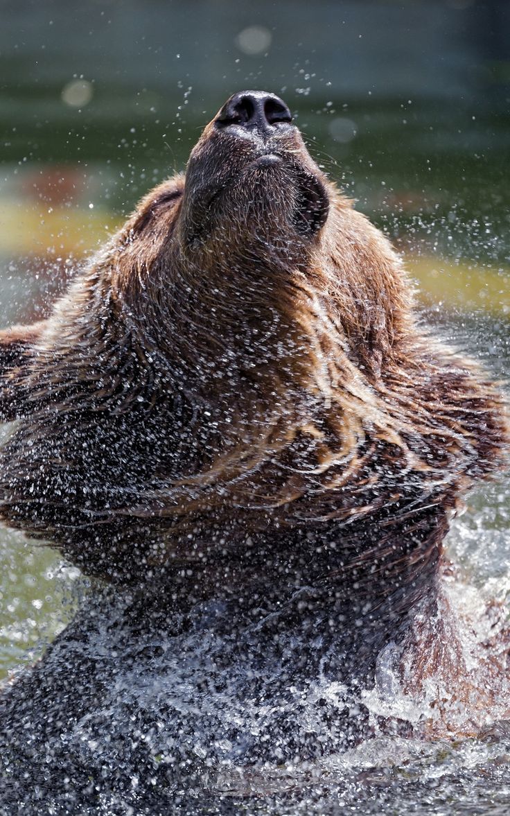 Water Bear Wallpapers - Top Free Water Bear Backgrounds - WallpaperAccess