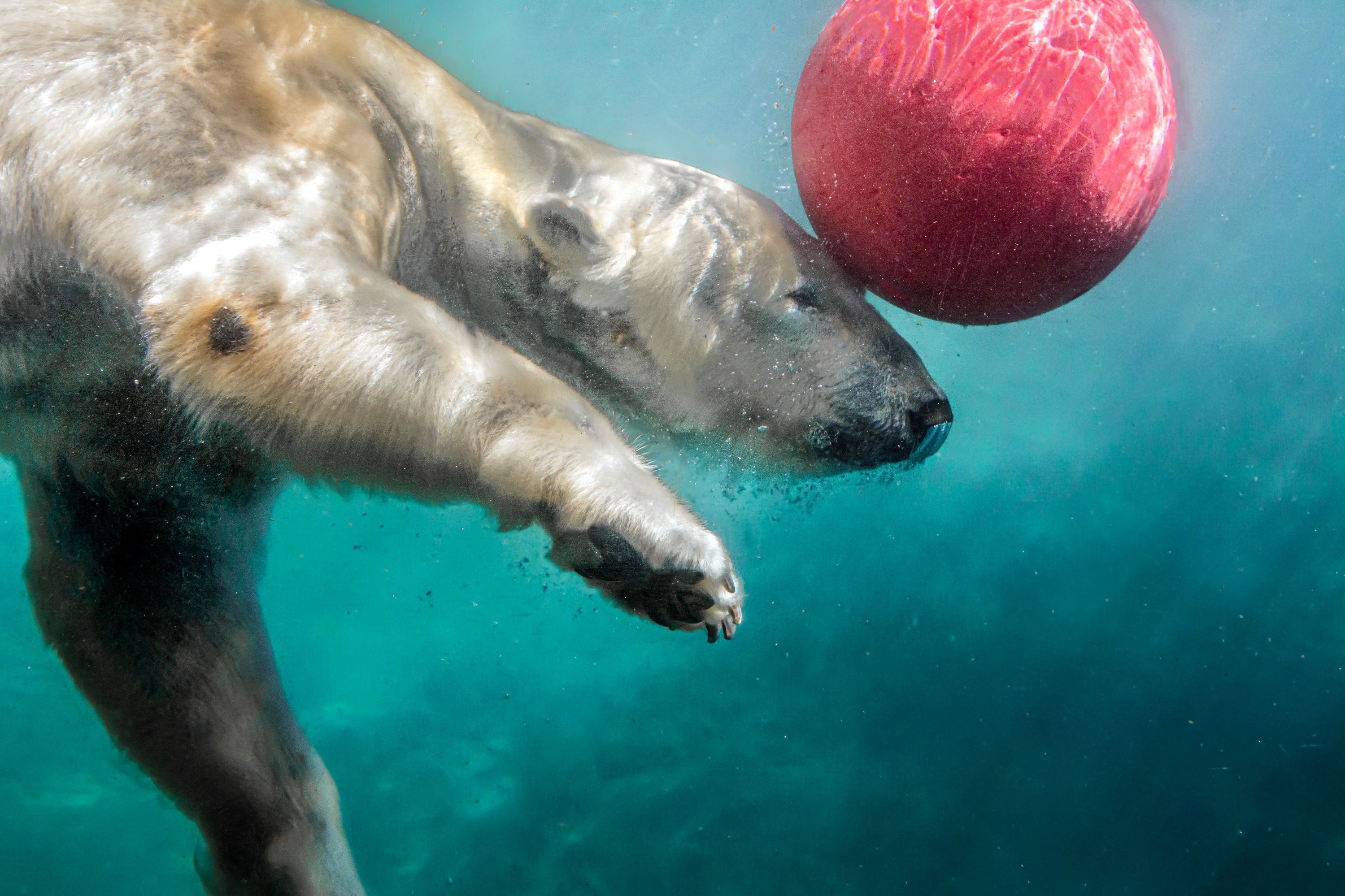 Water Bear Wallpapers - Top Free Water Bear Backgrounds - WallpaperAccess