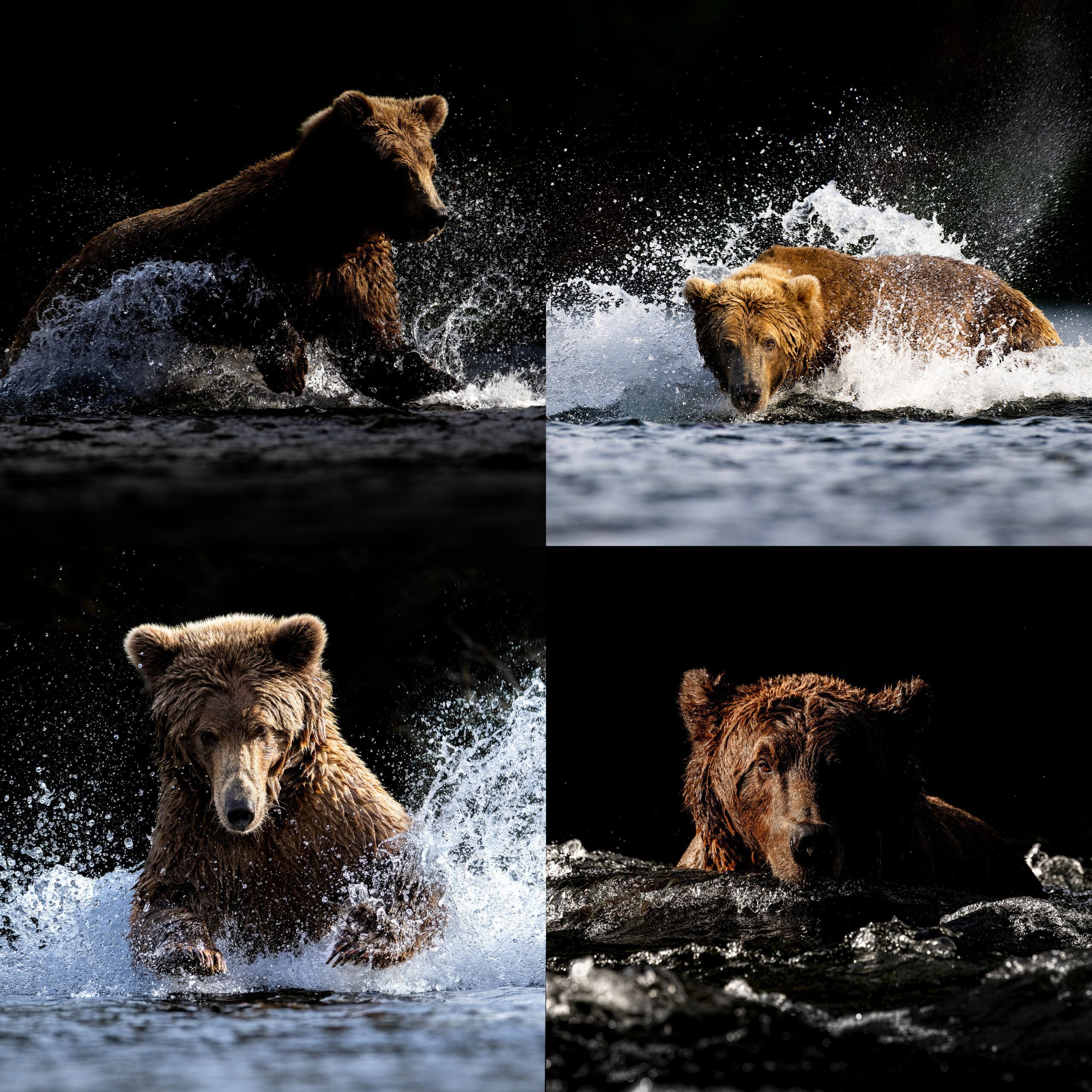 Water Bear Wallpapers - Top Free Water Bear Backgrounds - WallpaperAccess