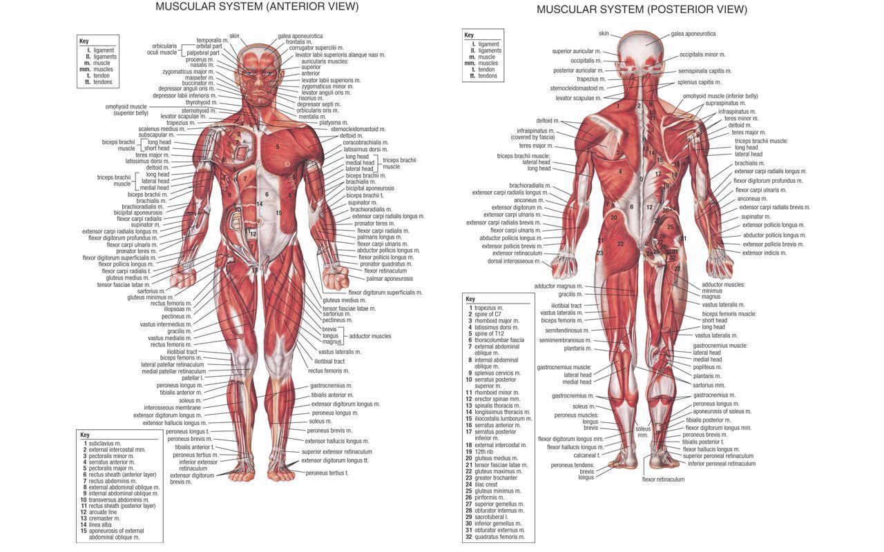 Anatomy Wallpapers - Top Free Anatomy Backgrounds - WallpaperAccess