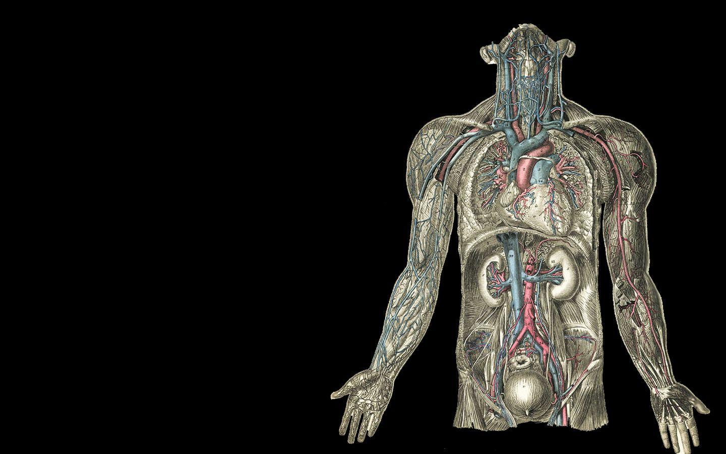 Anatomy Wallpapers - Top Free Anatomy Backgrounds - WallpaperAccess