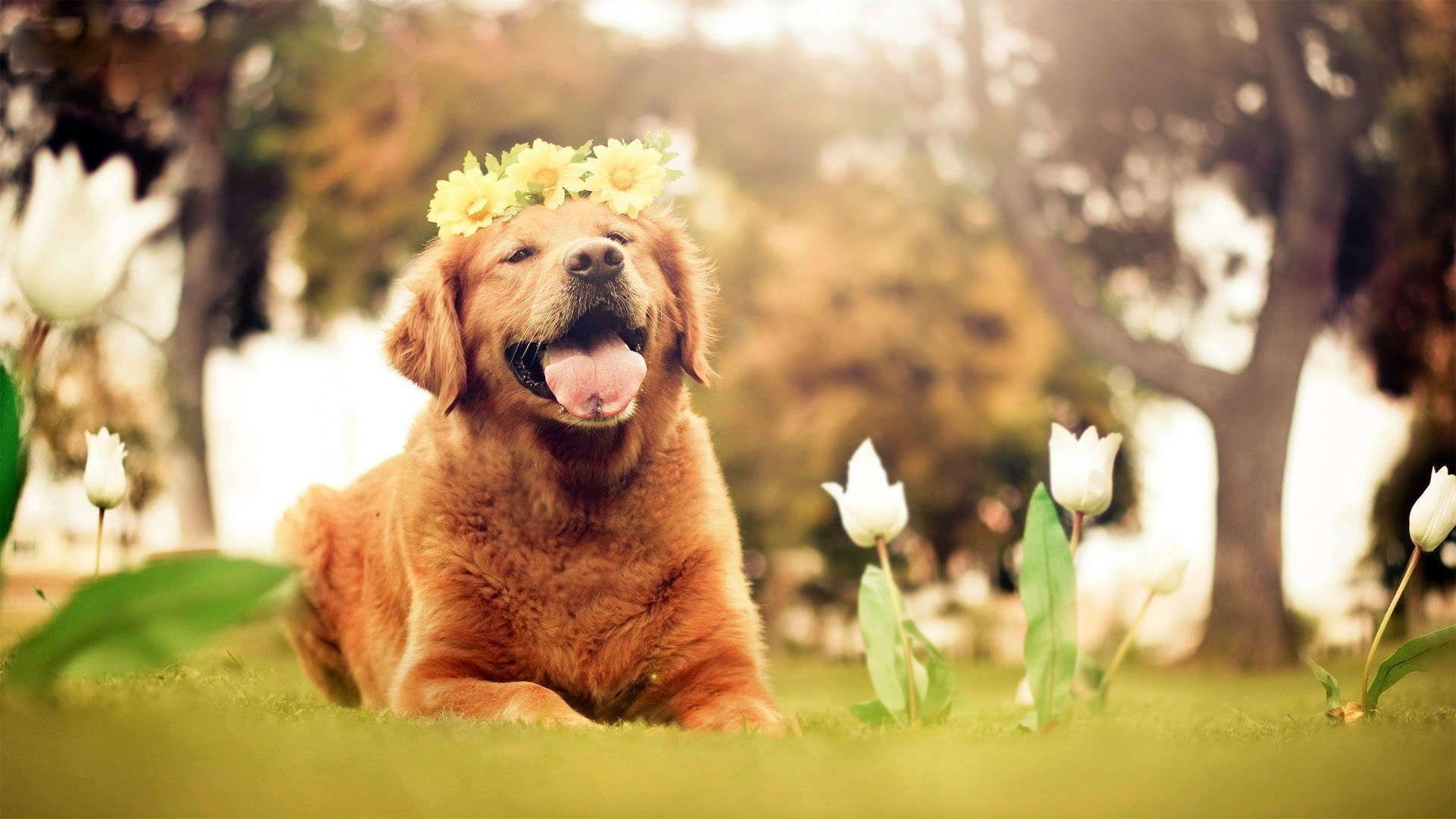 Golden Retrievers Wallpapers - Top Free Golden Retrievers Backgrounds ...