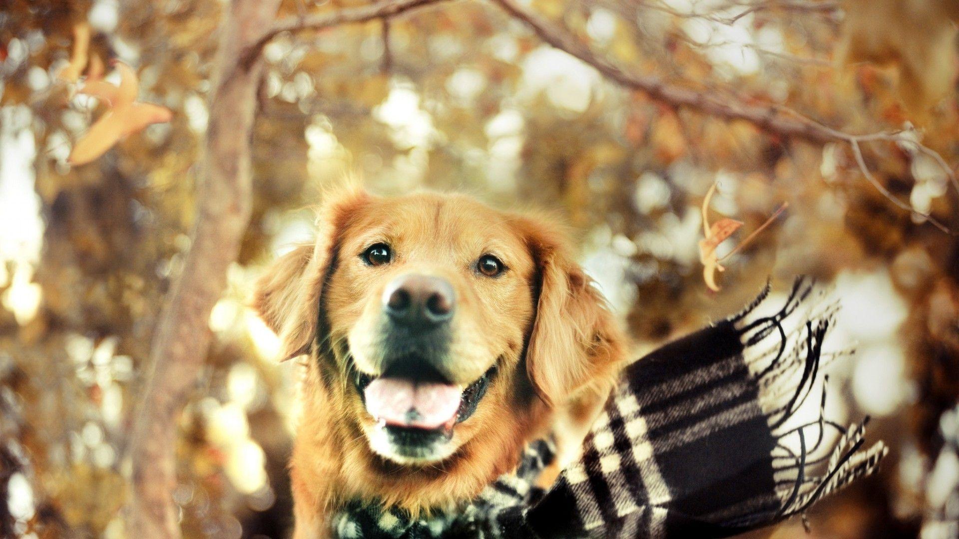 Golden Retrievers Wallpapers - Top Free Golden Retrievers Backgrounds ...