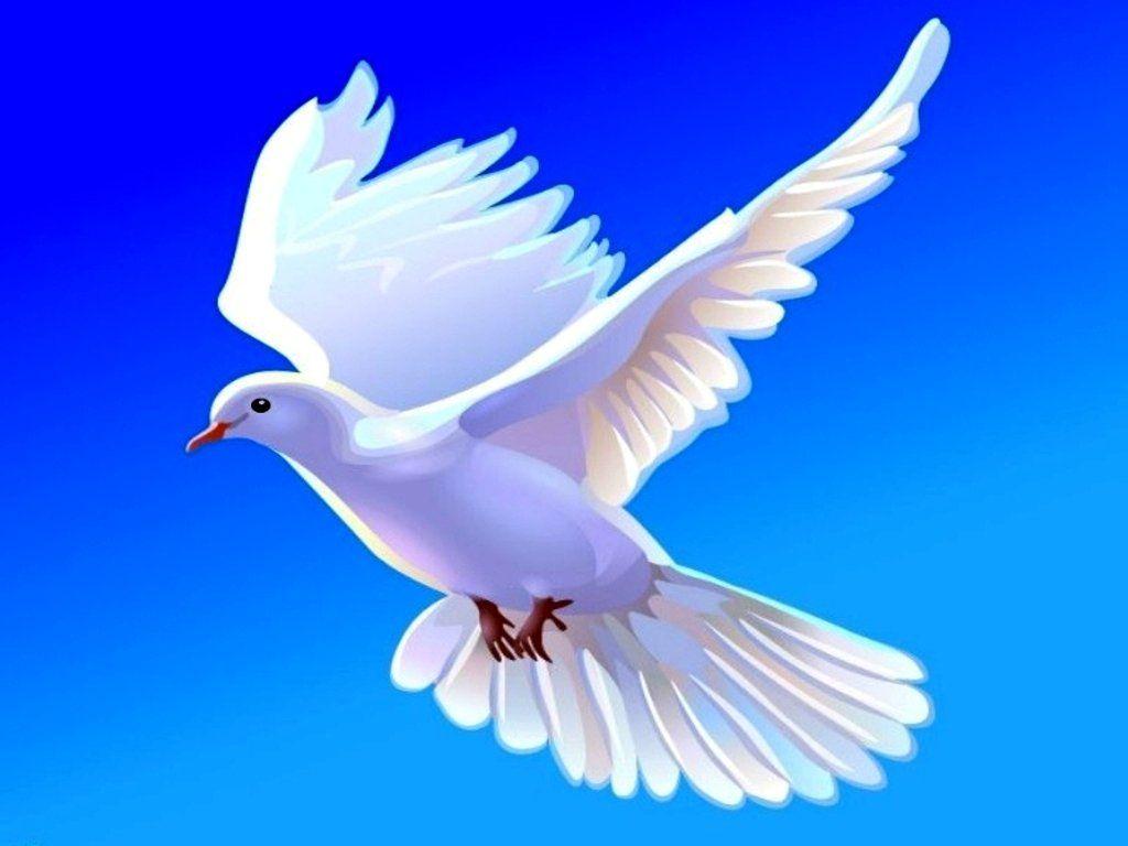 Dove Wallpapers - Top Free Dove Backgrounds - WallpaperAccess
