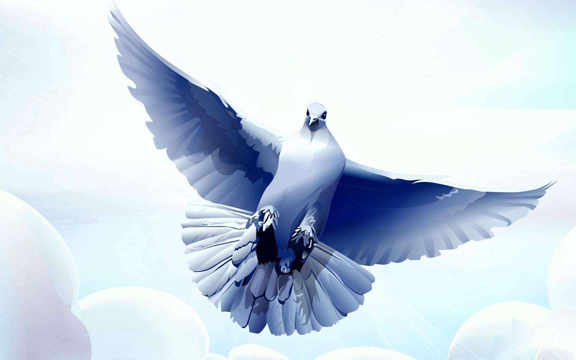 Dove Wallpapers - Top Free Dove Backgrounds - WallpaperAccess