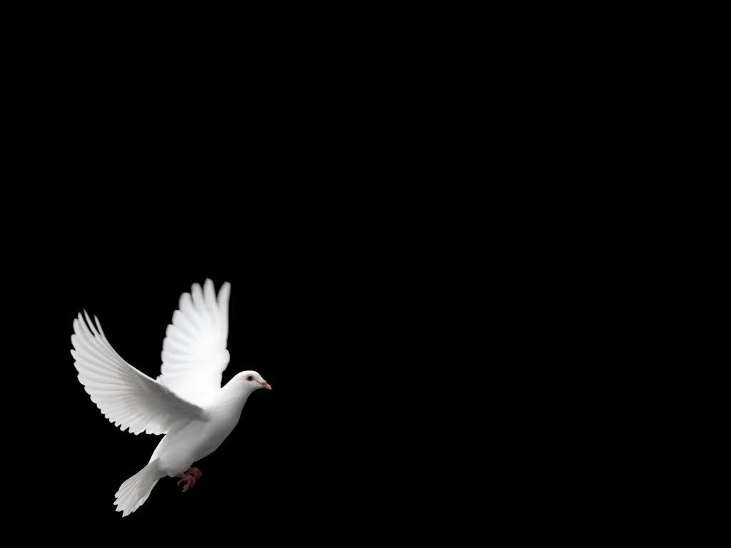 Dove Wallpapers - Top Free Dove Backgrounds - WallpaperAccess