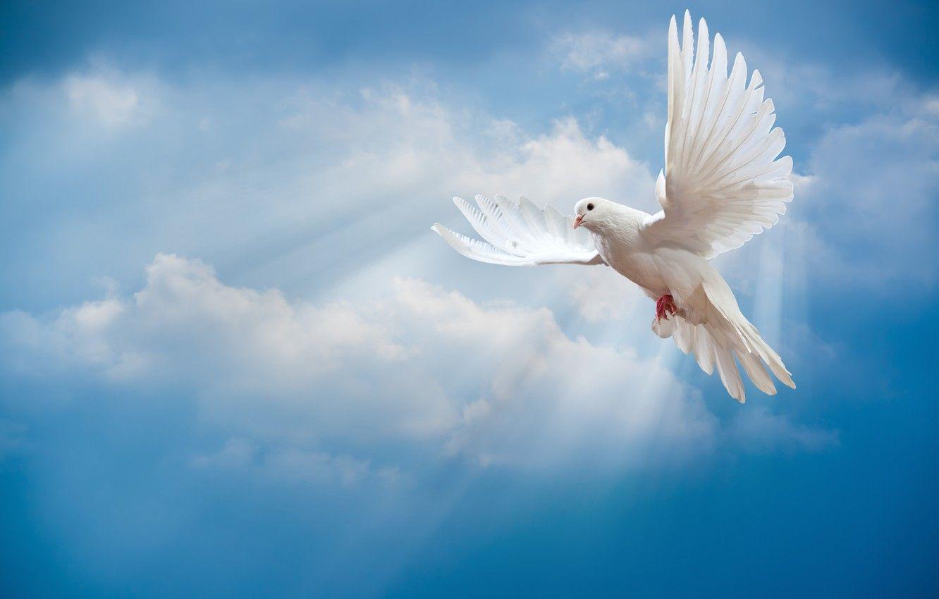 Dove Wallpapers Top Free Dove Backgrounds Wallpaperaccess