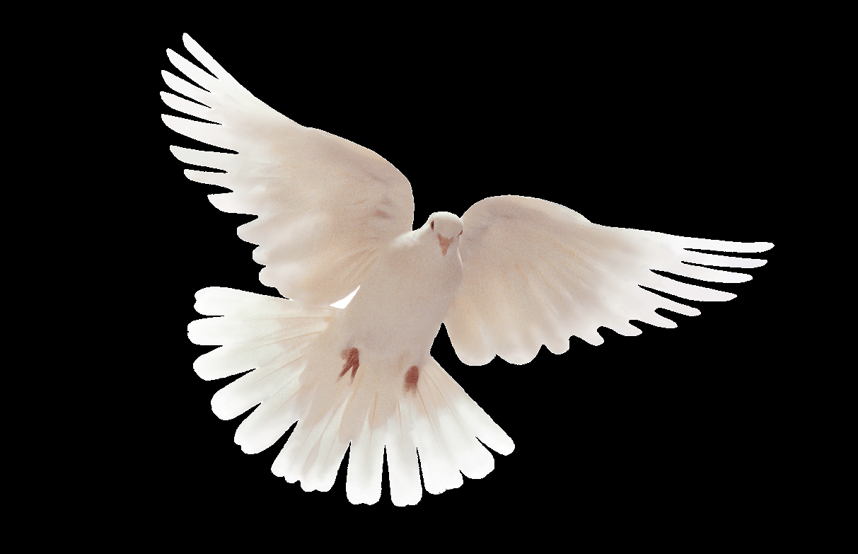 White Dove Wallpapers - Top Free White Dove Backgrounds - WallpaperAccess