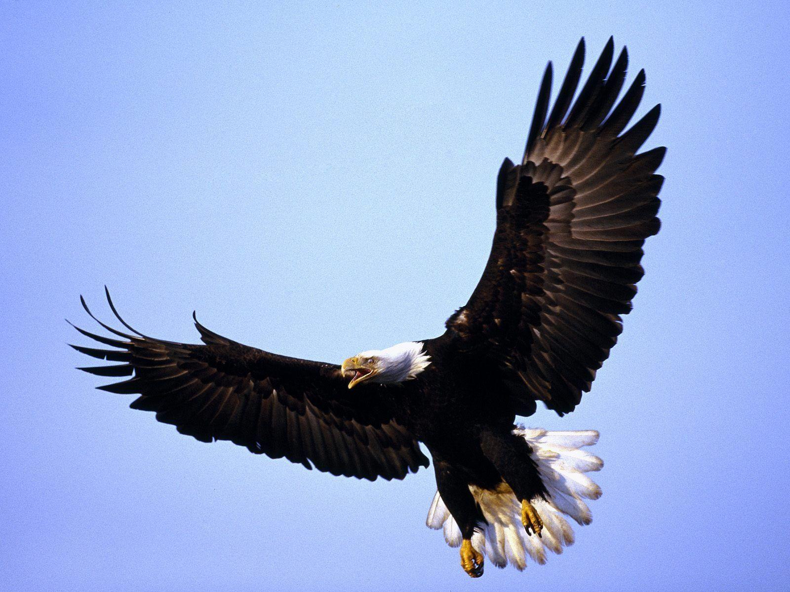 Cool Eagle HD Wallpapers - Top Free Cool Eagle HD Backgrounds - WallpaperAccess