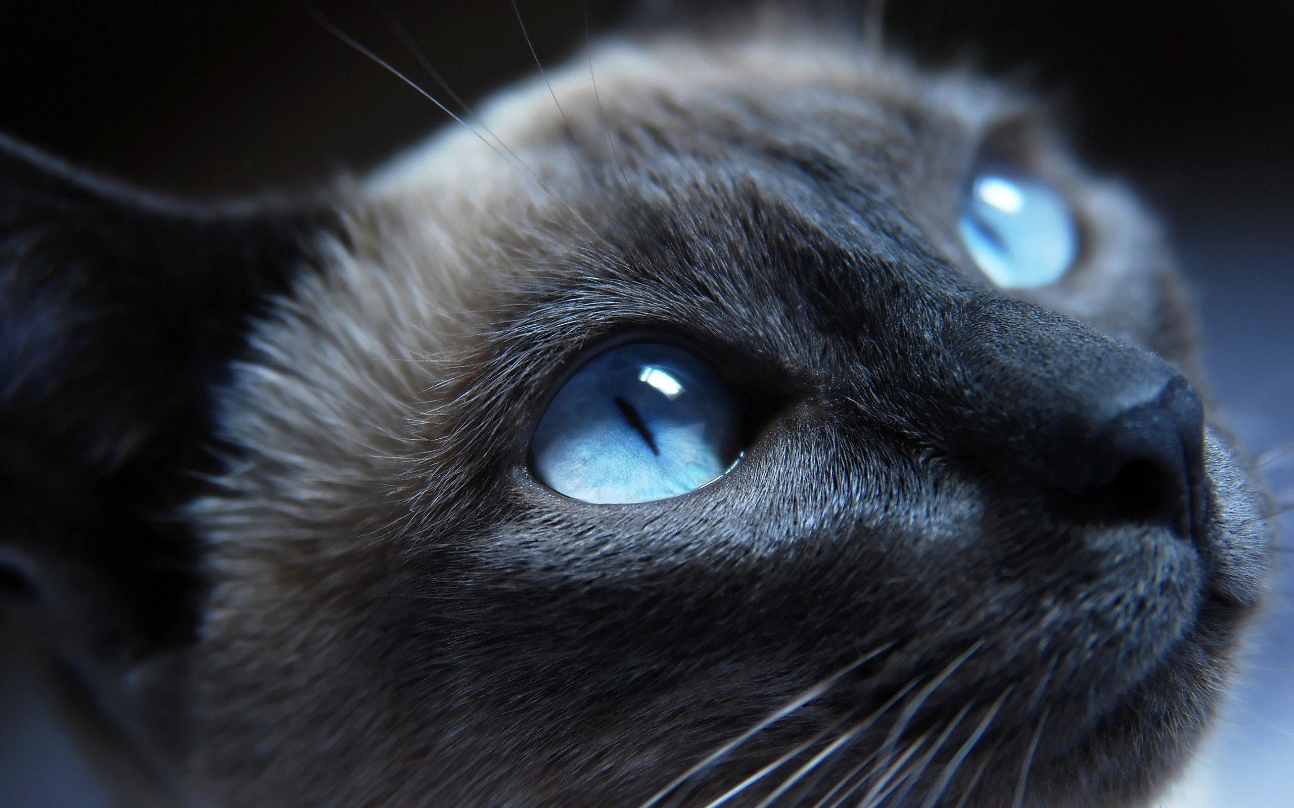 Blue Cat Wallpapers - Top Free Blue Cat Backgrounds - WallpaperAccess