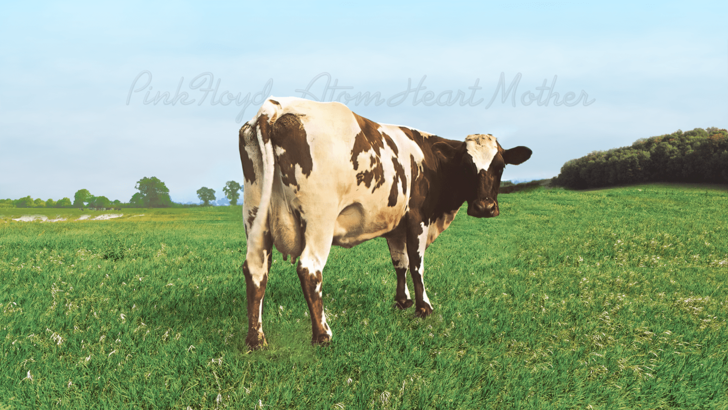 Atom Heart Mother Wallpapers - Top Free Atom Heart Mother Backgrounds ...