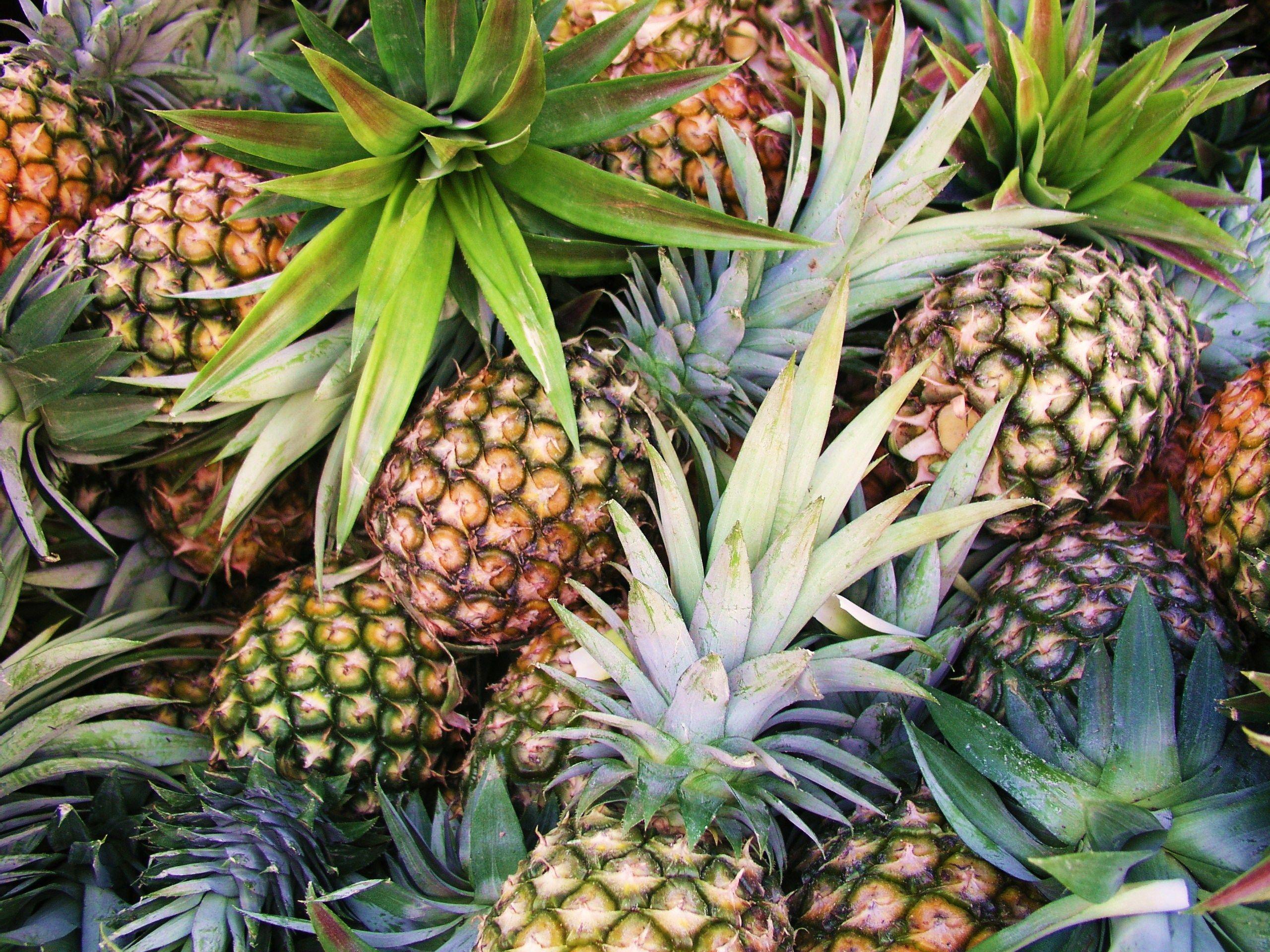 Tumblr Pineapple Wallpapers - Top Free Tumblr Pineapple Backgrounds ...