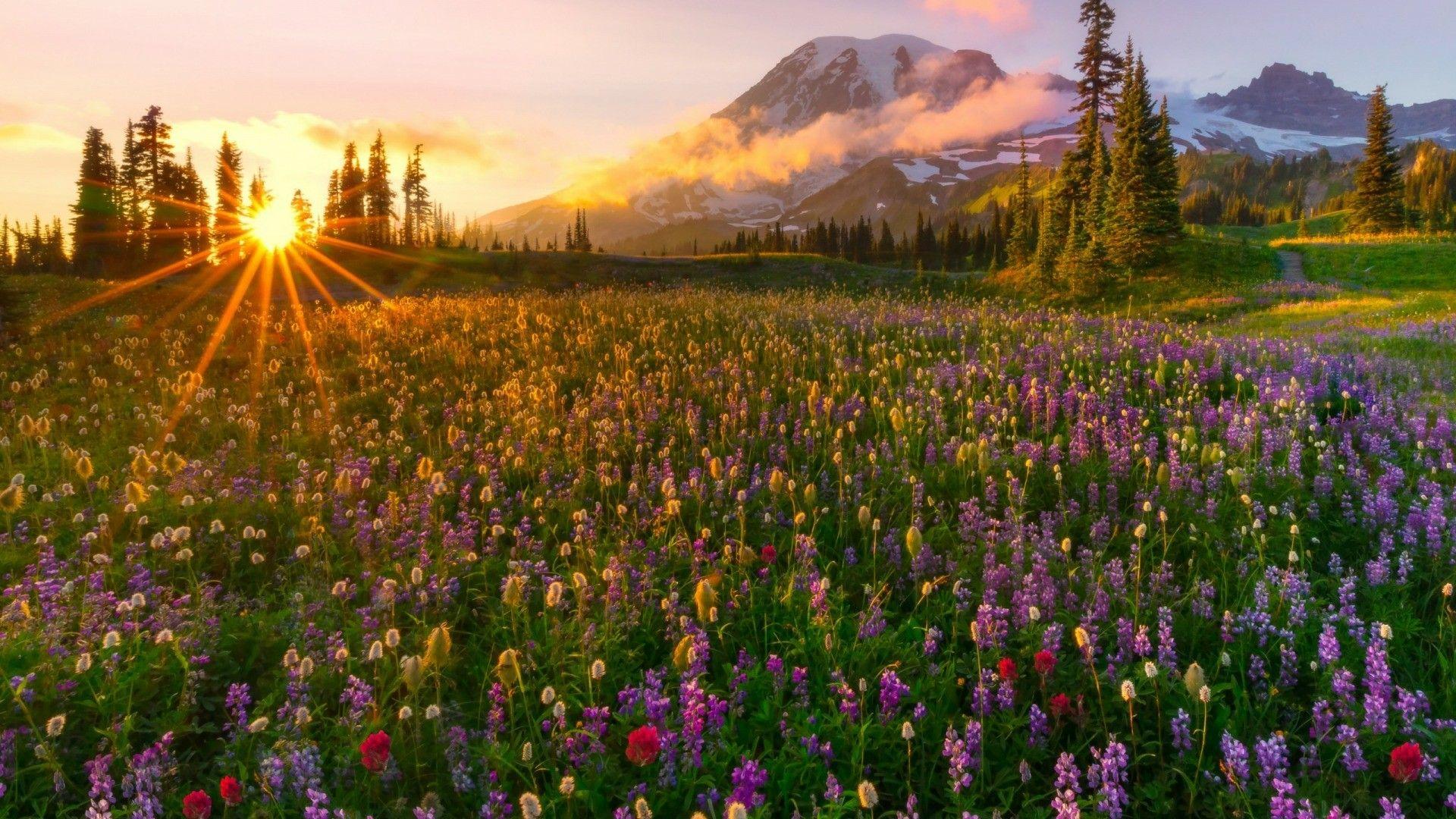 Wildflower Desktop Wallpapers - Top Free Wildflower Desktop Backgrounds ...