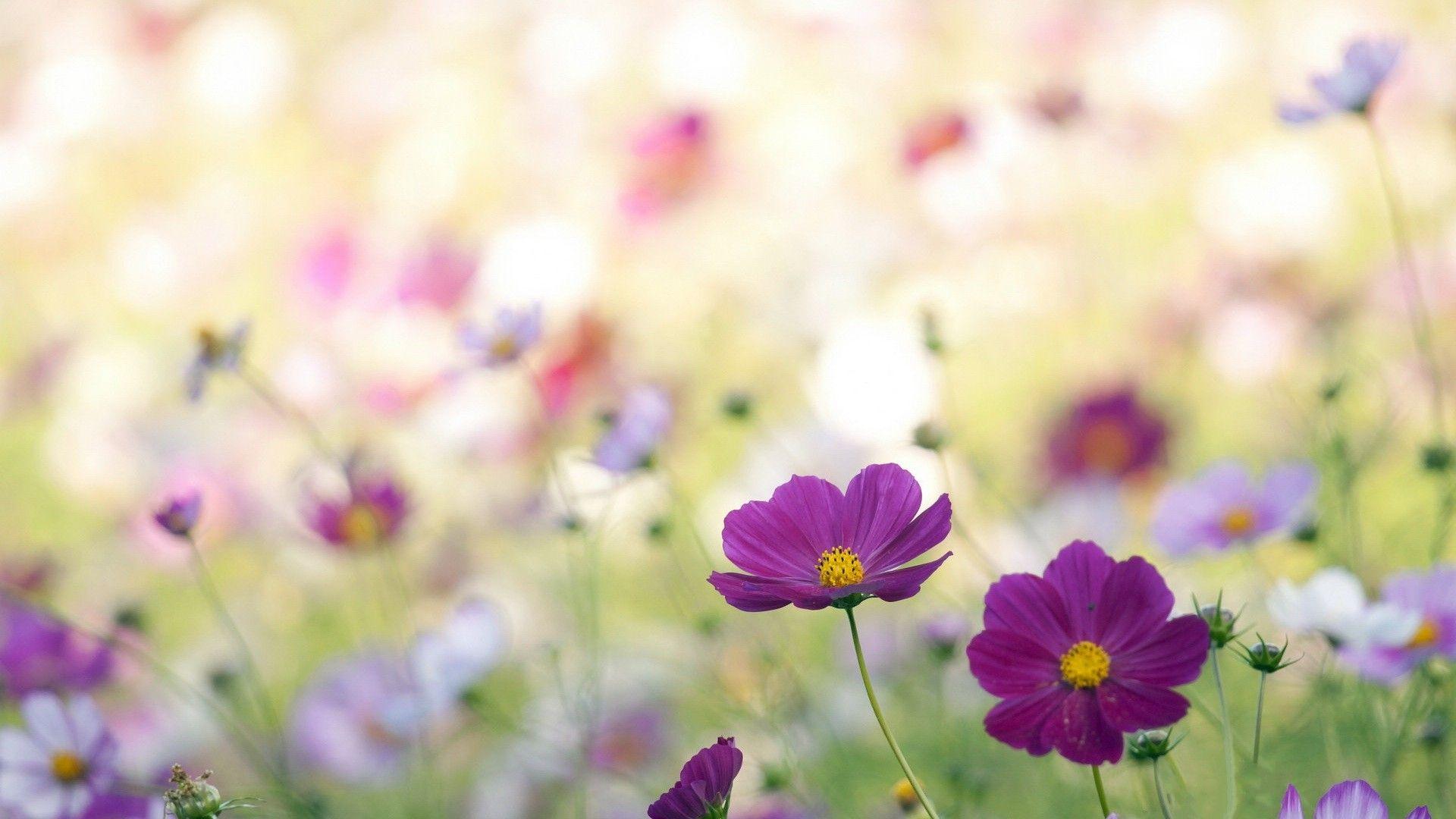 Wild Flowers Desktop Wallpapers - Top Free Wild Flowers Desktop ...