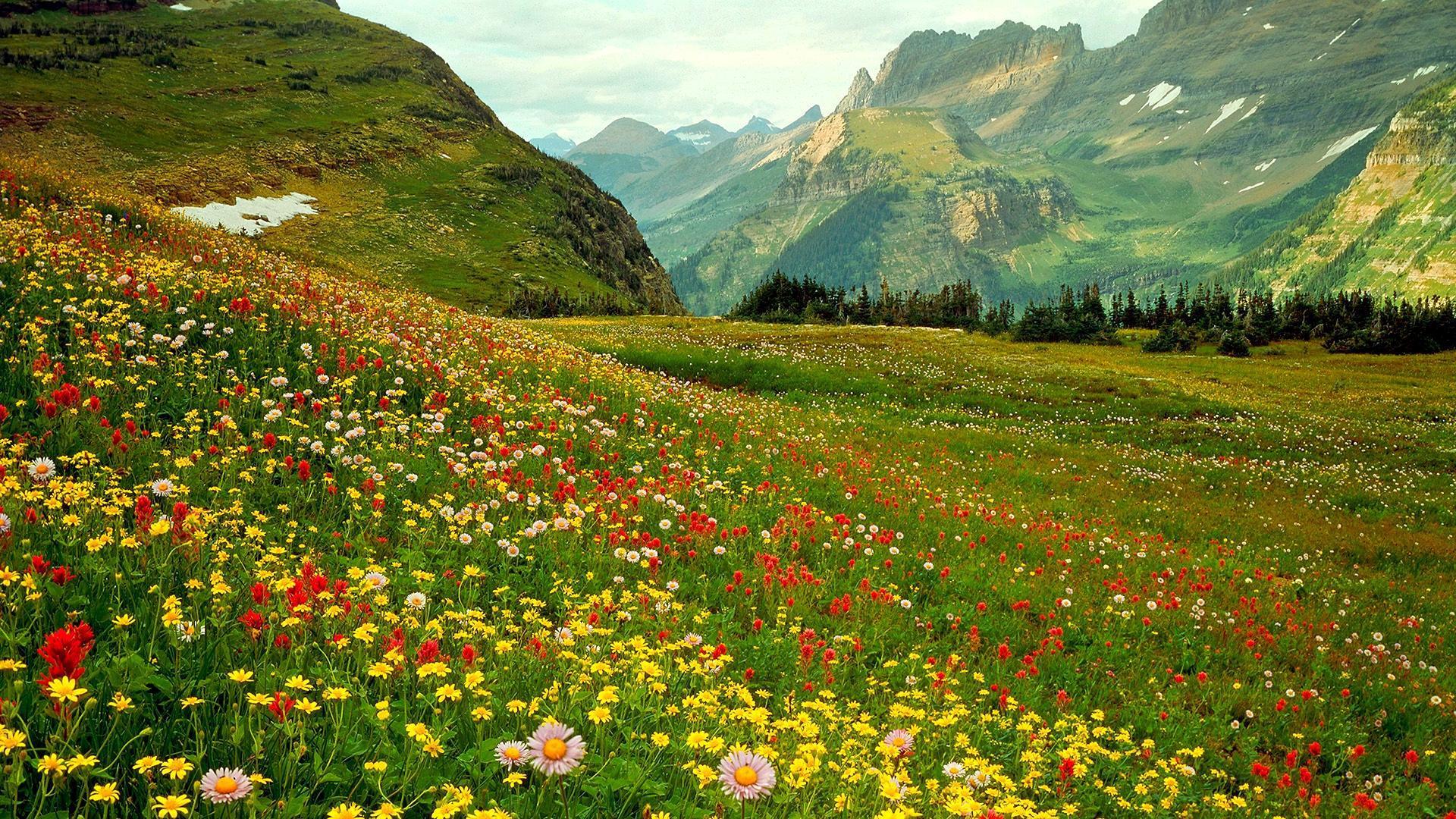 Wild Flowers Desktop Wallpapers - Top Free Wild Flowers Desktop ...