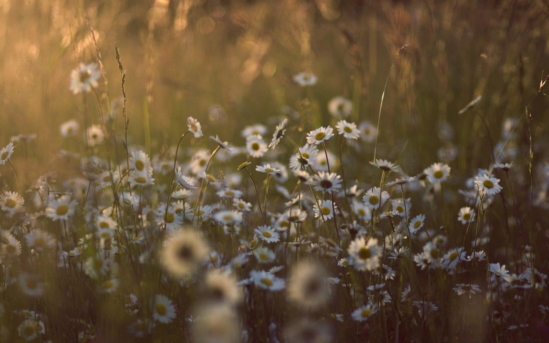 Wild Flowers Desktop Wallpapers - Top Free Wild Flowers Desktop ...