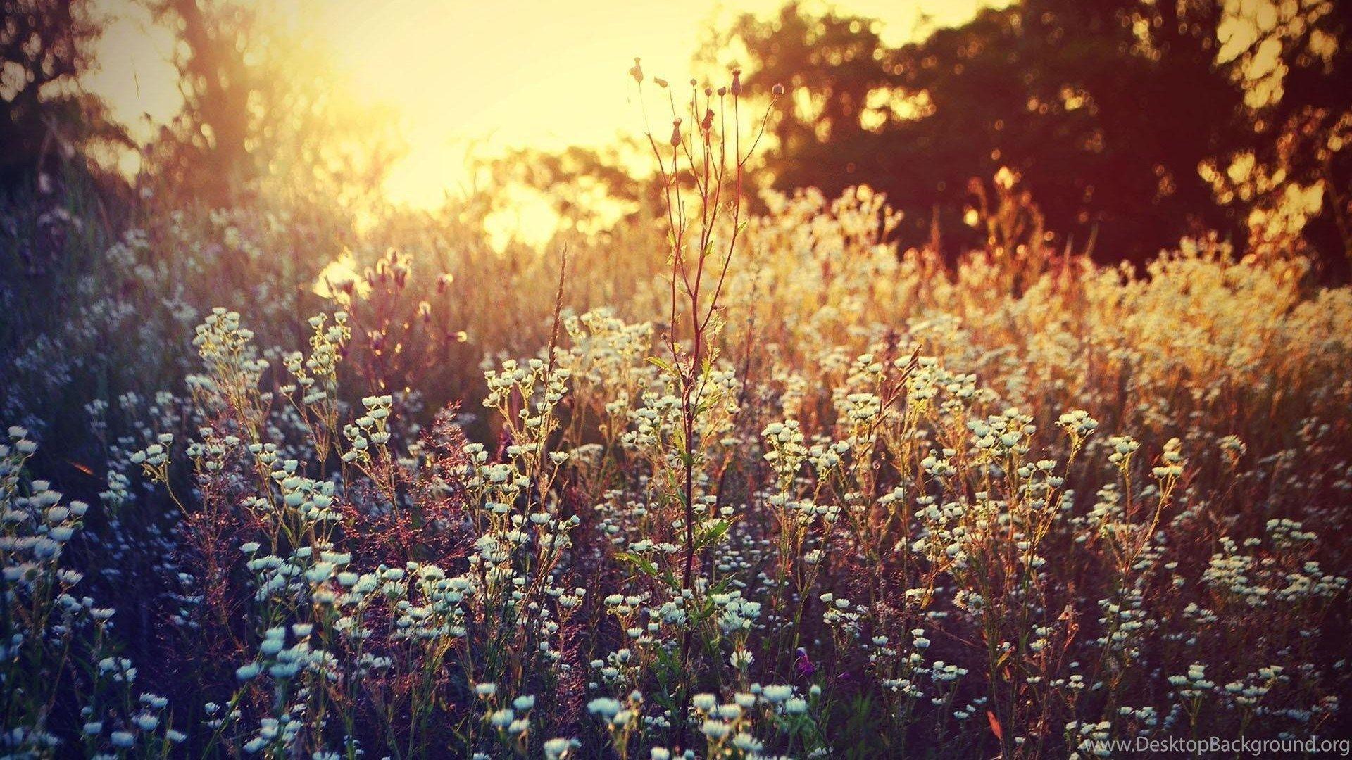 Wild Flowers Desktop Wallpapers - Top Free Wild Flowers Desktop ...